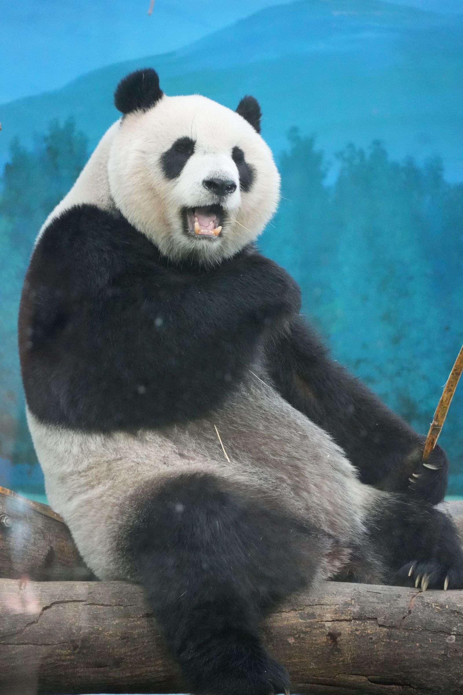 Giant Panda Photos, Download The BEST Free Giant Panda Stock Photos ...