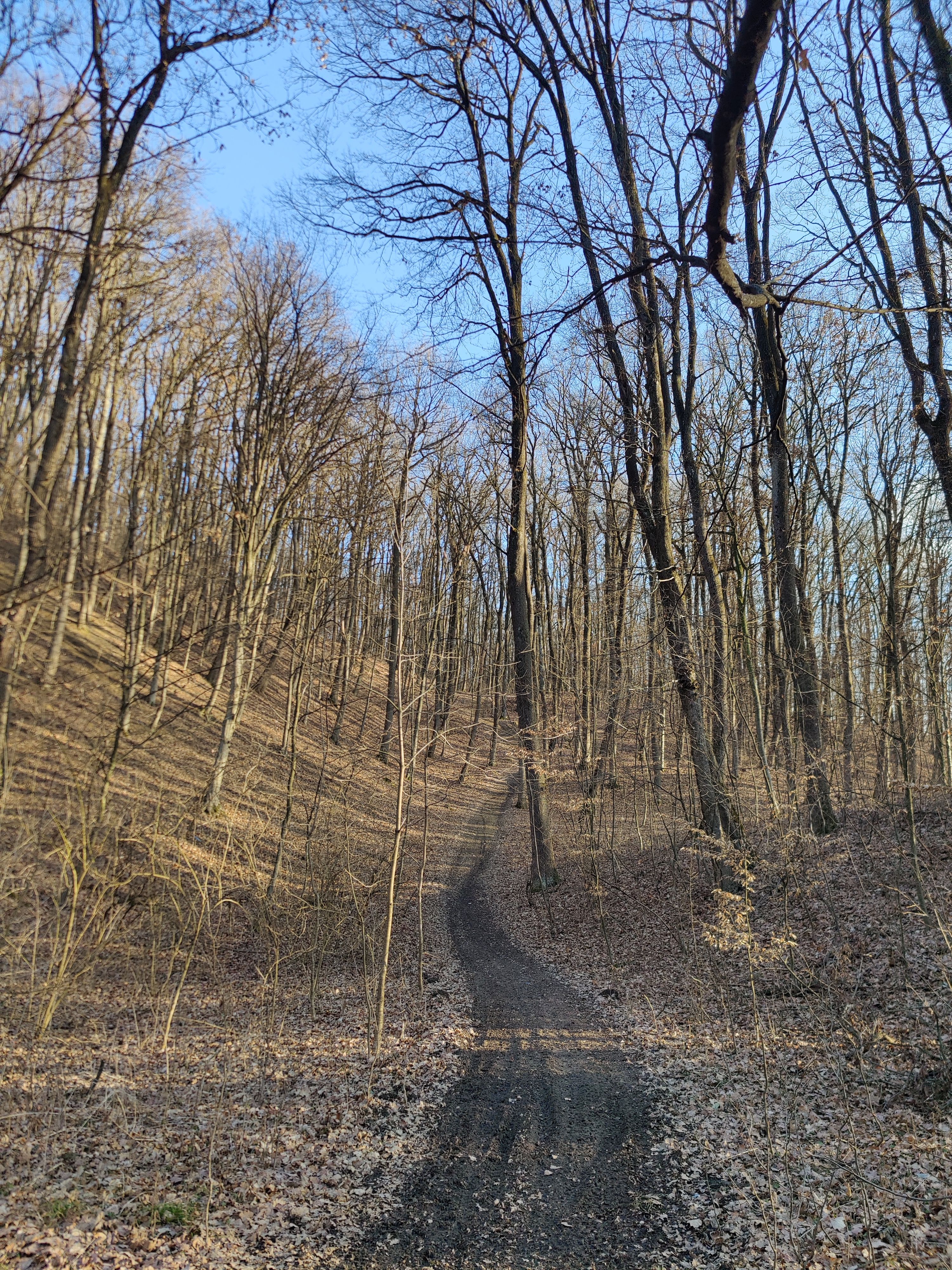 Serene Forest Pathway in Early Spring Light · Free Stock Photo
