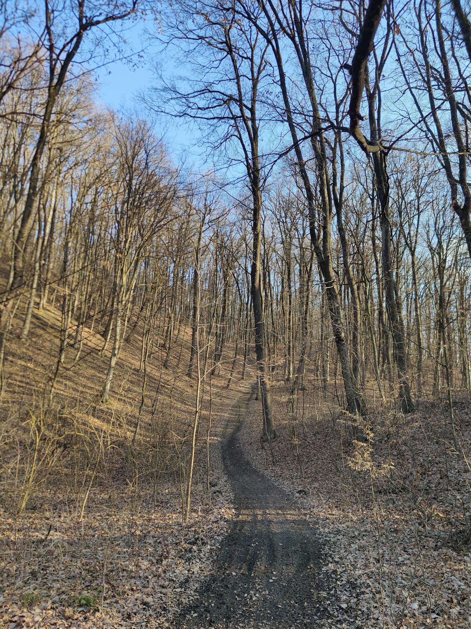 Forest Walk Photos, Download The BEST Free Forest Walk Stock Photos ...