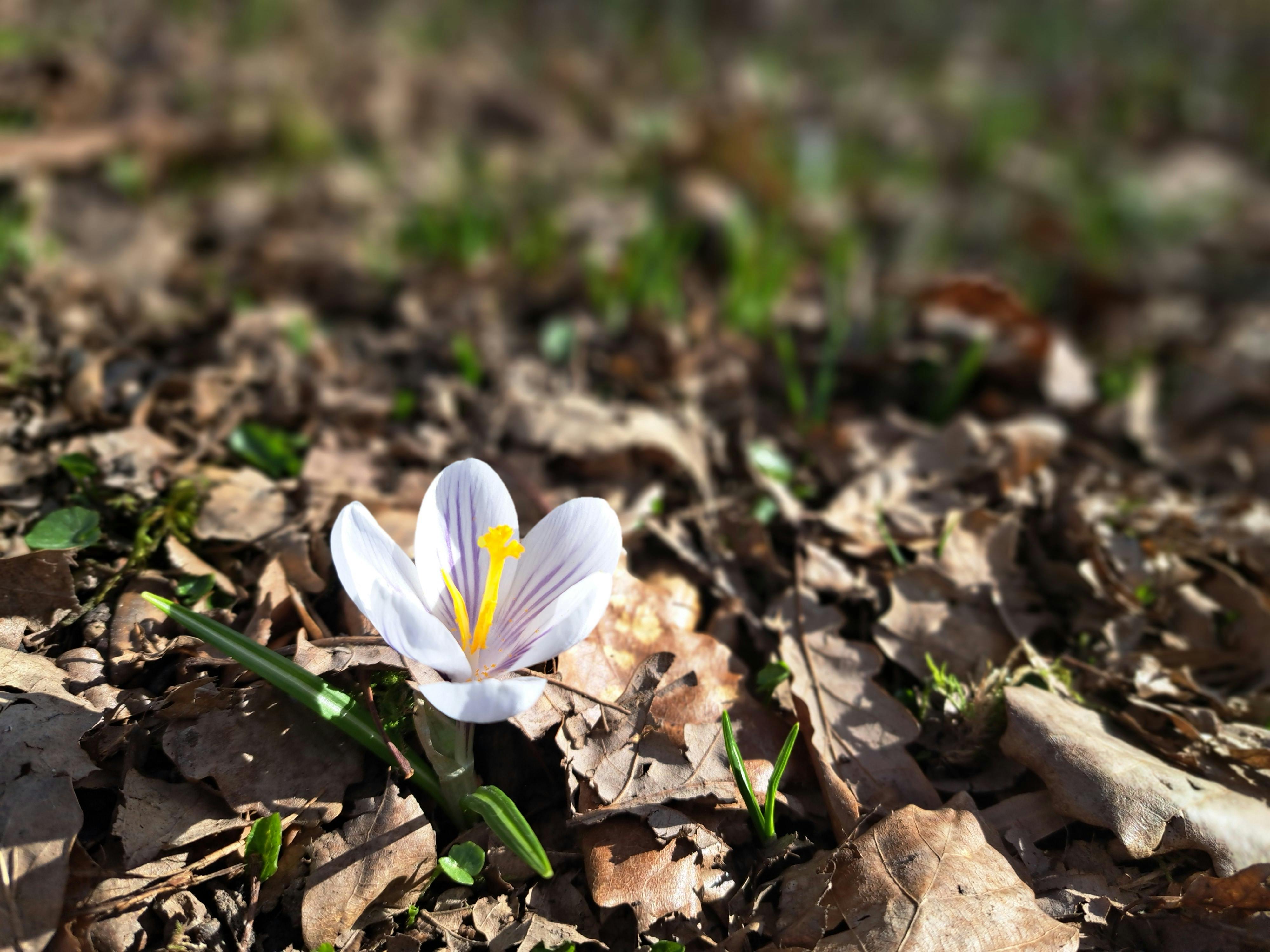 Purple Crocus Blooming in Early Spring Forest · Free Stock Photo