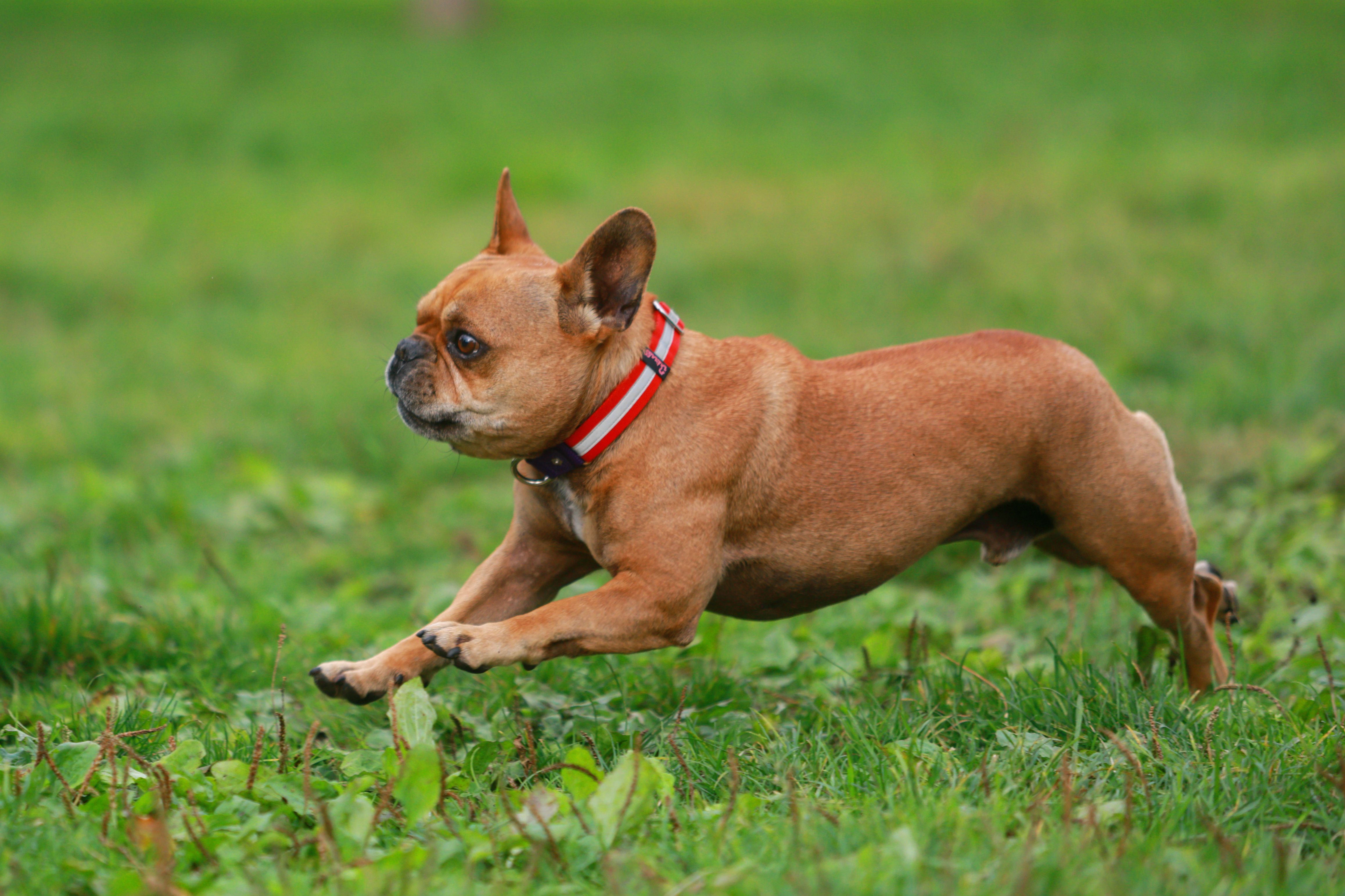 French Bulldog Running in Green Field · Free Stock Photo