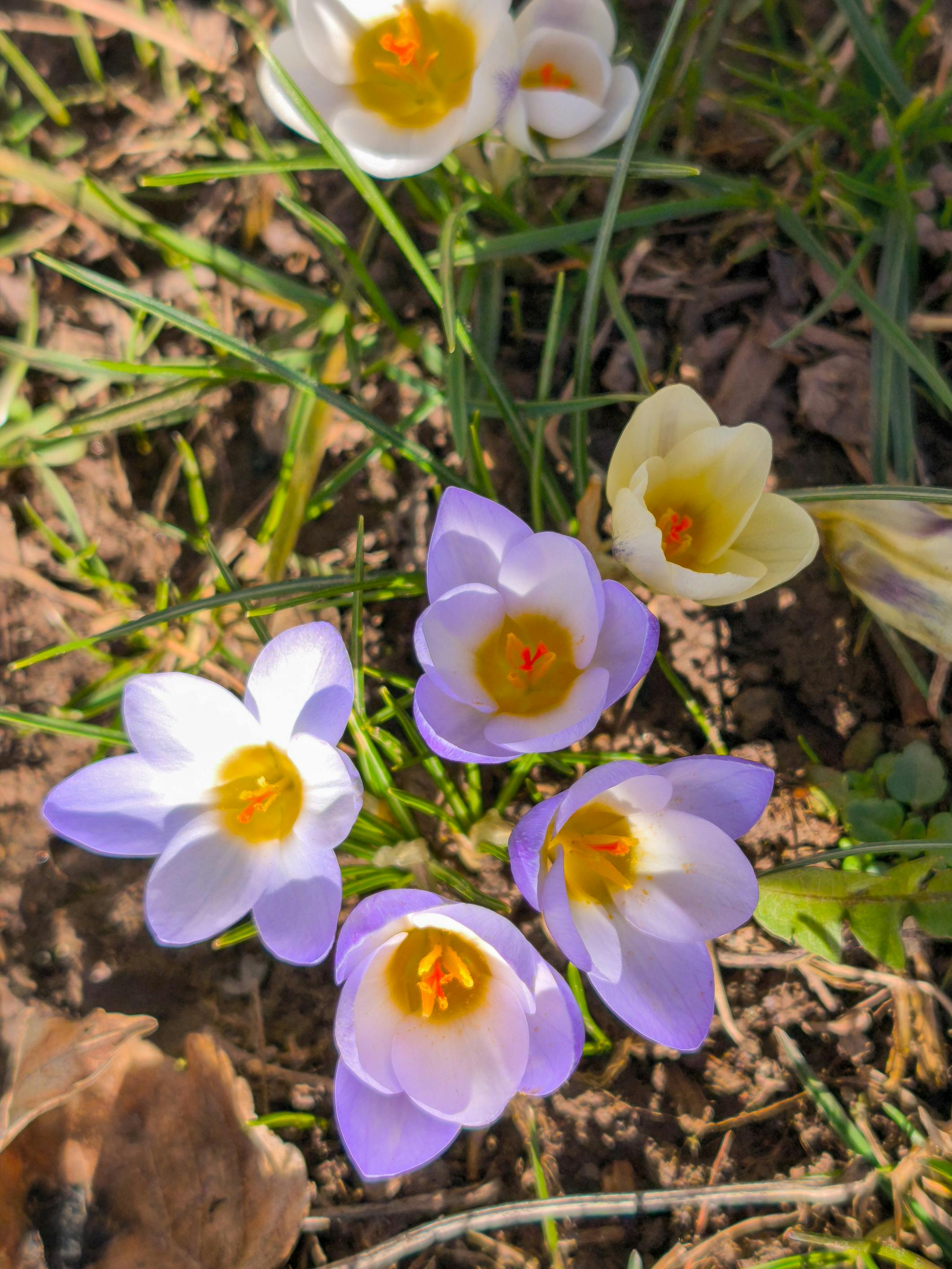 Vibrant Spring Crocuses Blooming in Germany · Free Stock Photo