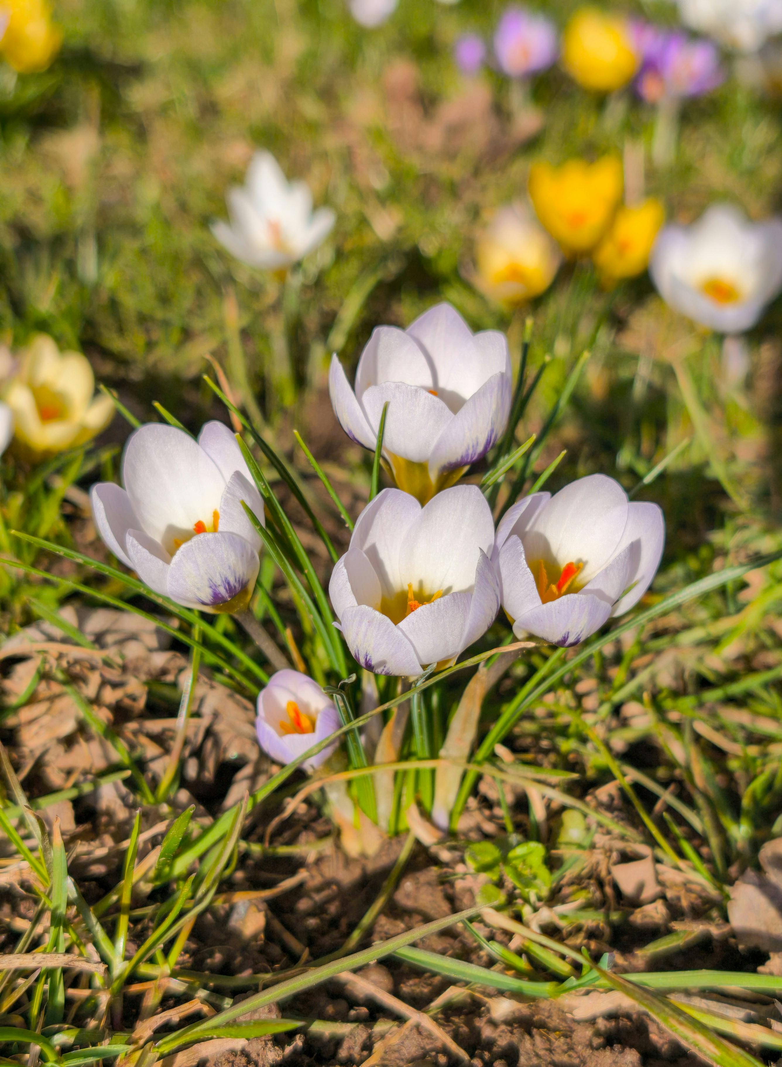 Springtime Crocus in Bloom in German Garden · Free Stock Photo