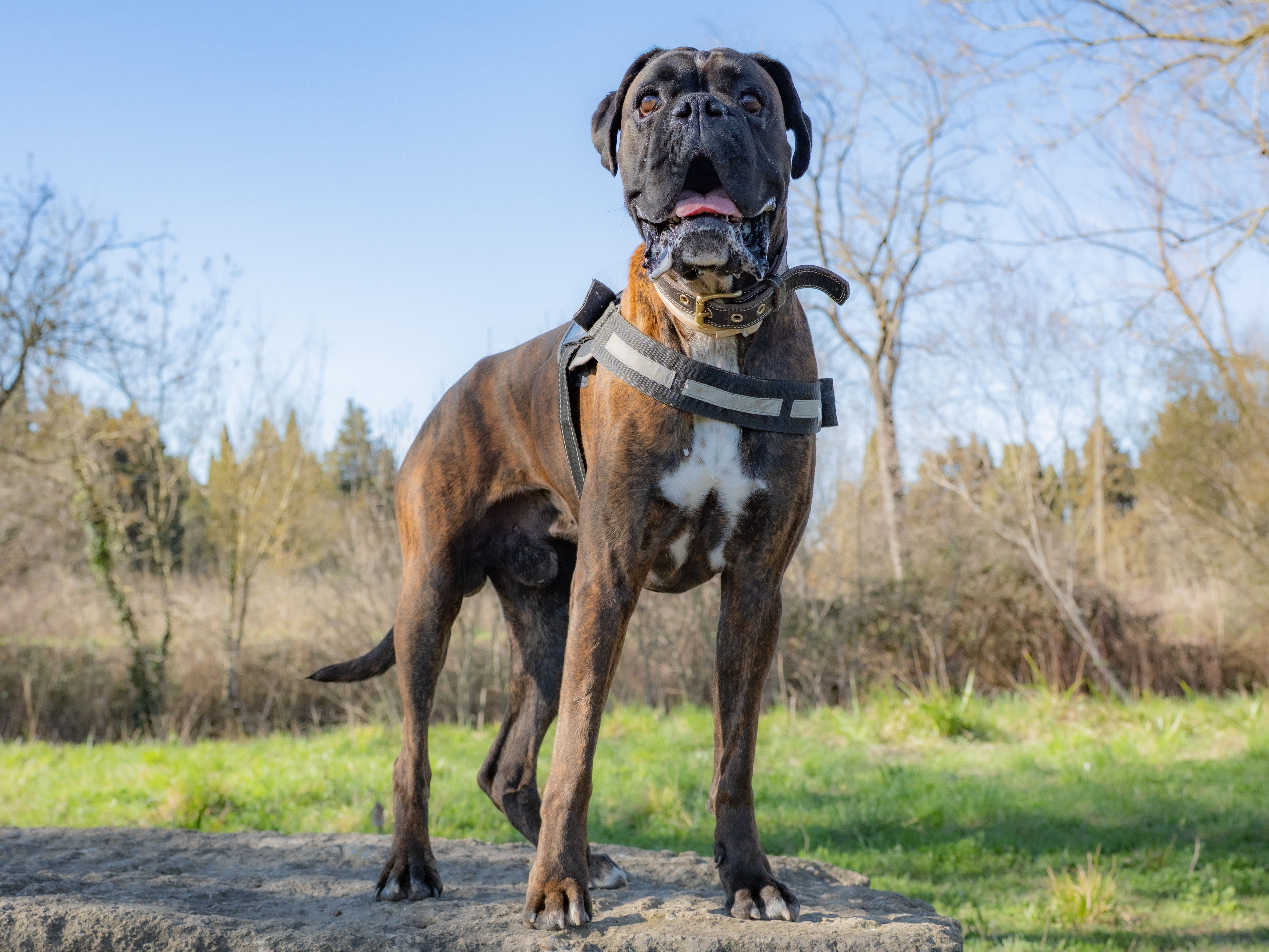 Majestic Boxer Dog in Provence Countryside · Free Stock Photo