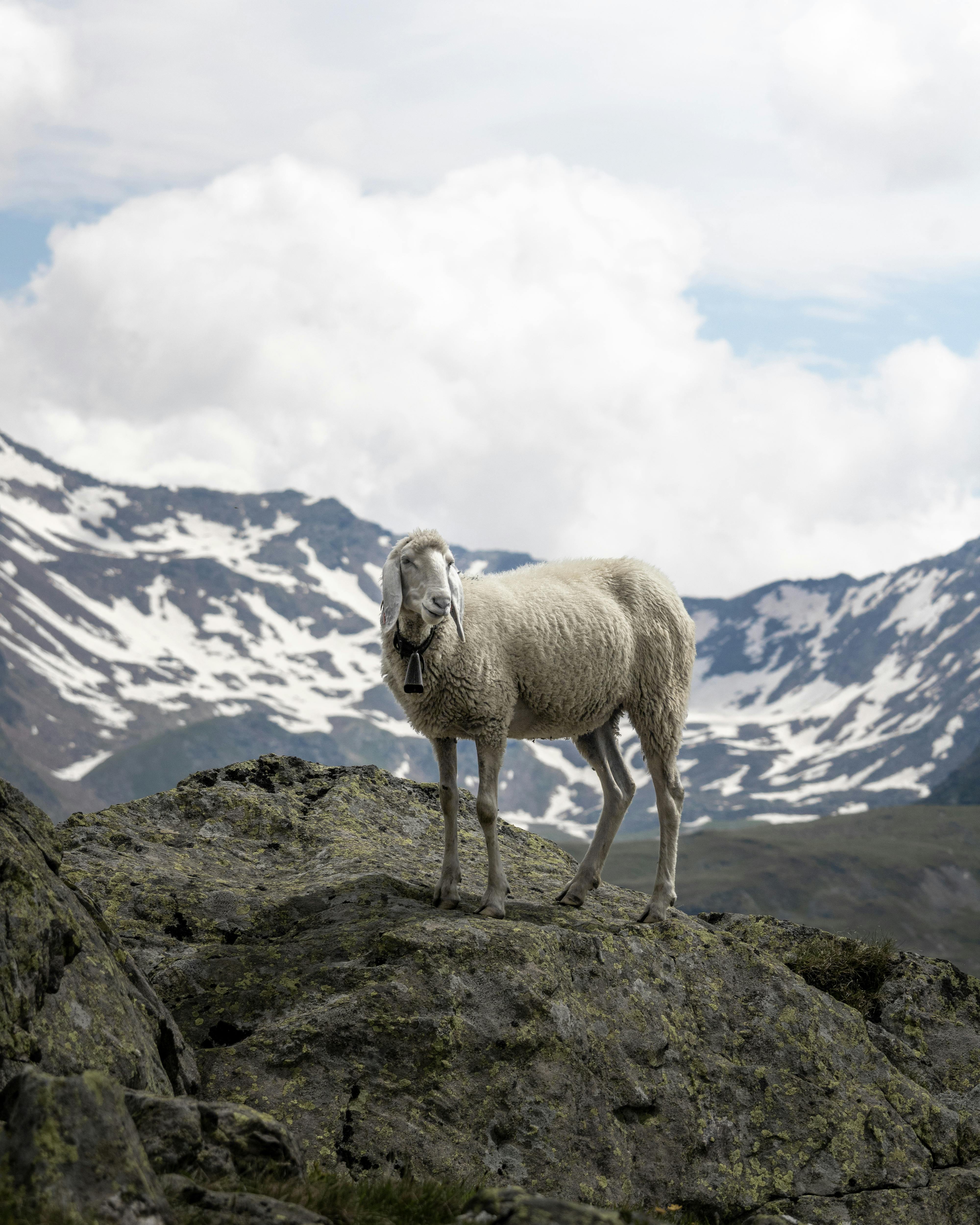 Majestic Sheep in Obergurgl Alpine Landscape · Free Stock Photo