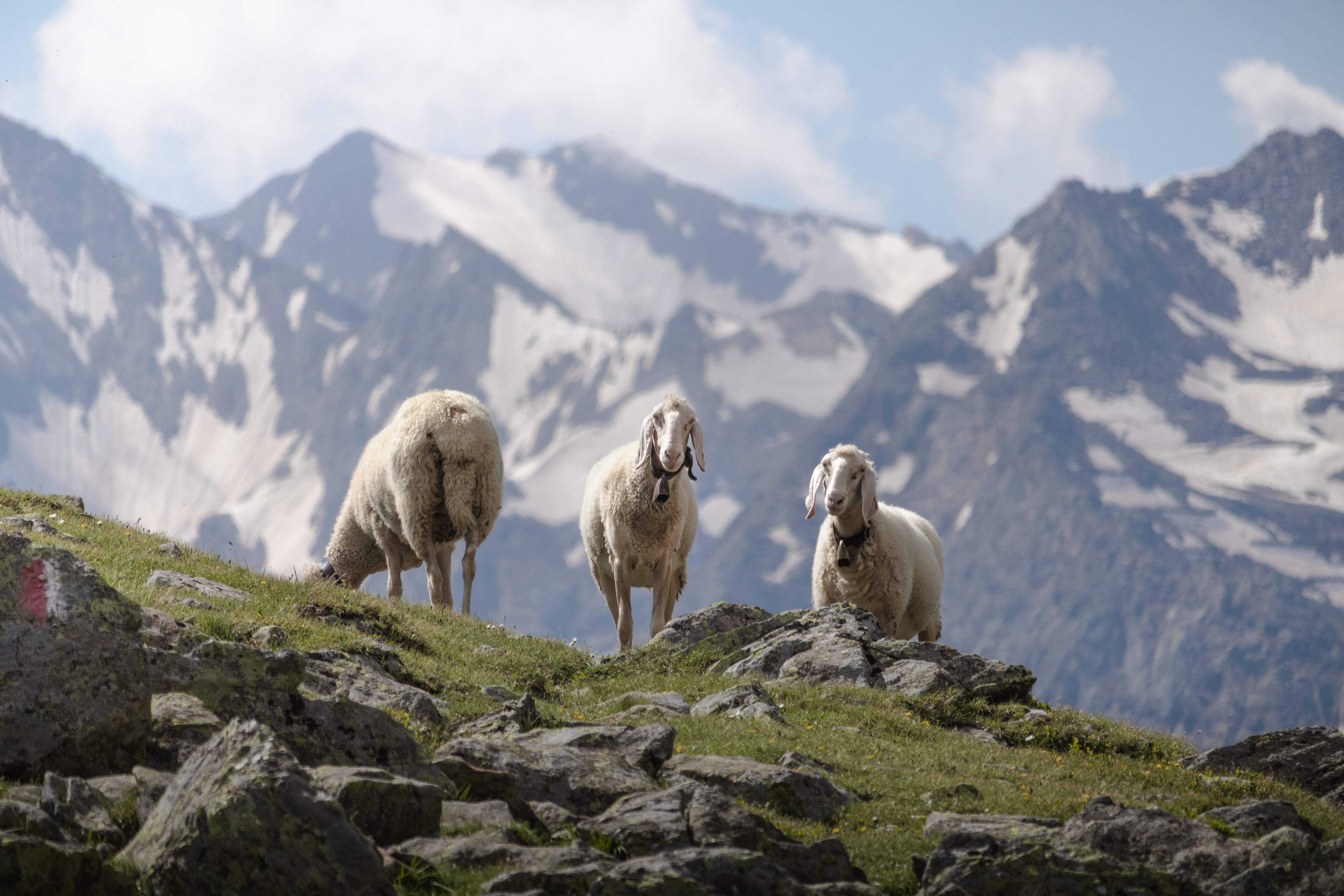 Sheep Grazing in Obergurgl's Mountain Landscape · Free Stock Photo