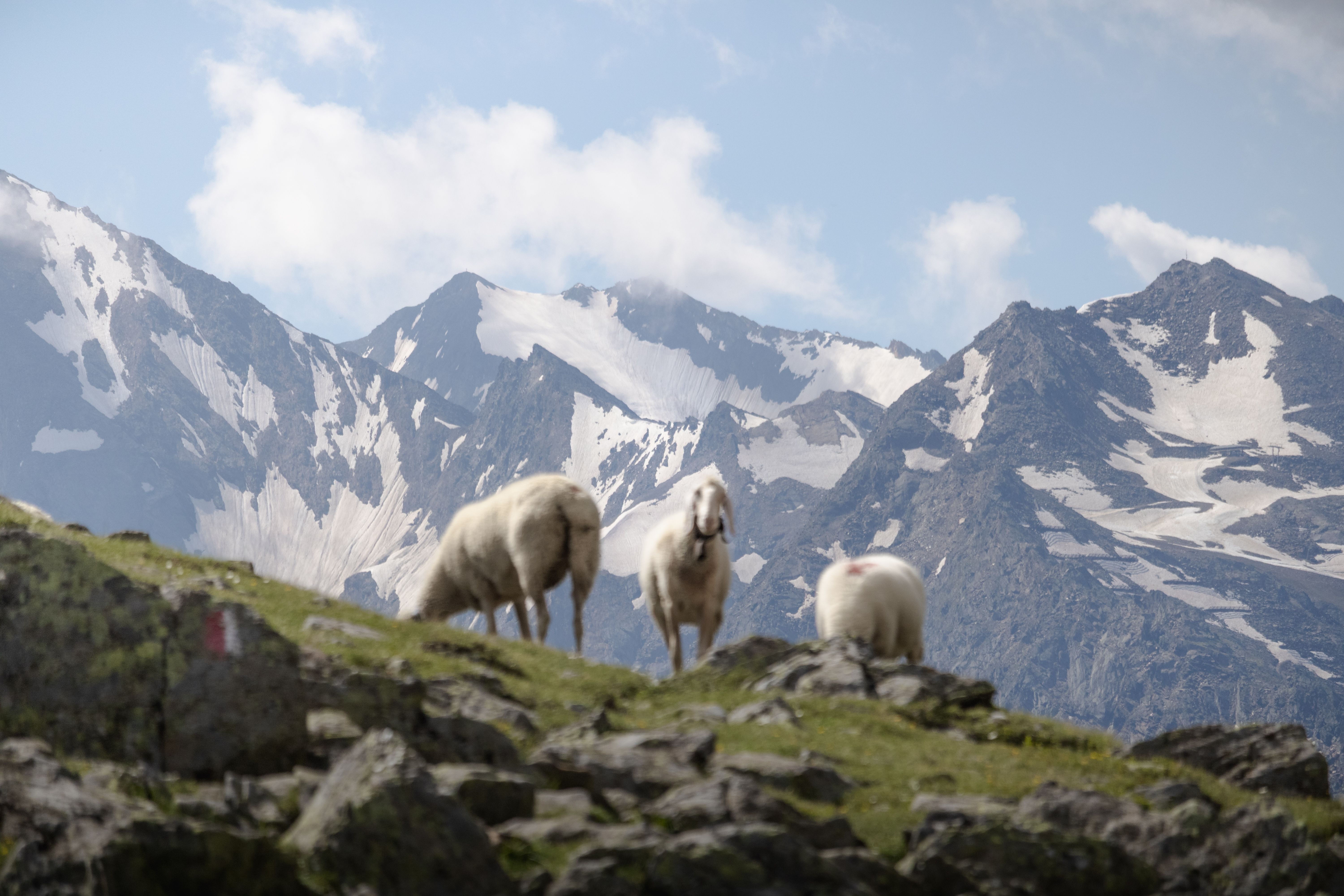 Sheep Grazing in Front of the Stunning Alps · Free Stock Photo