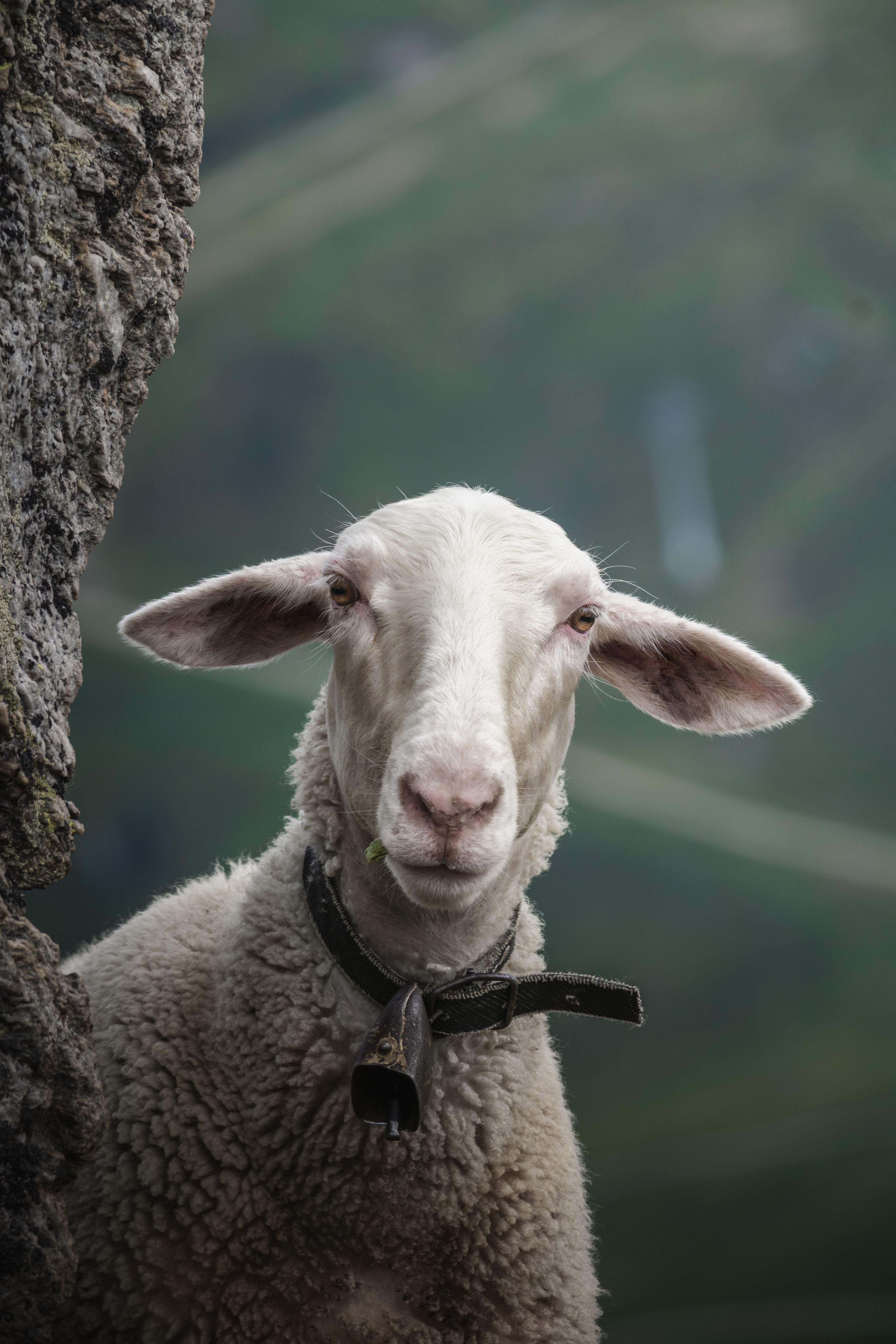 Close-Up of Sheep Outdoors in Tirol Alps · Free Stock Photo