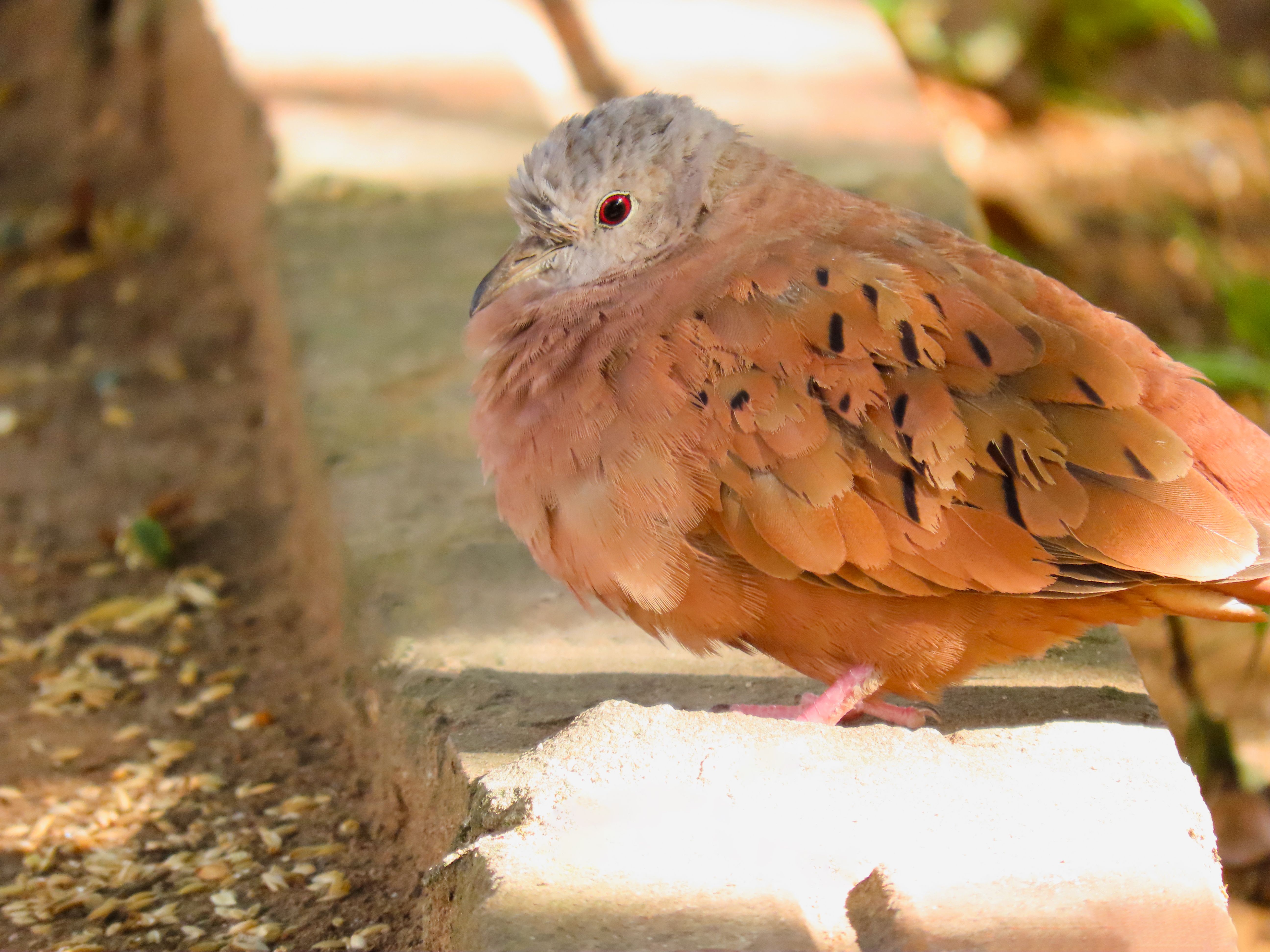 Ruddy Ground Dove in Natural Habitat · Free Stock Photo