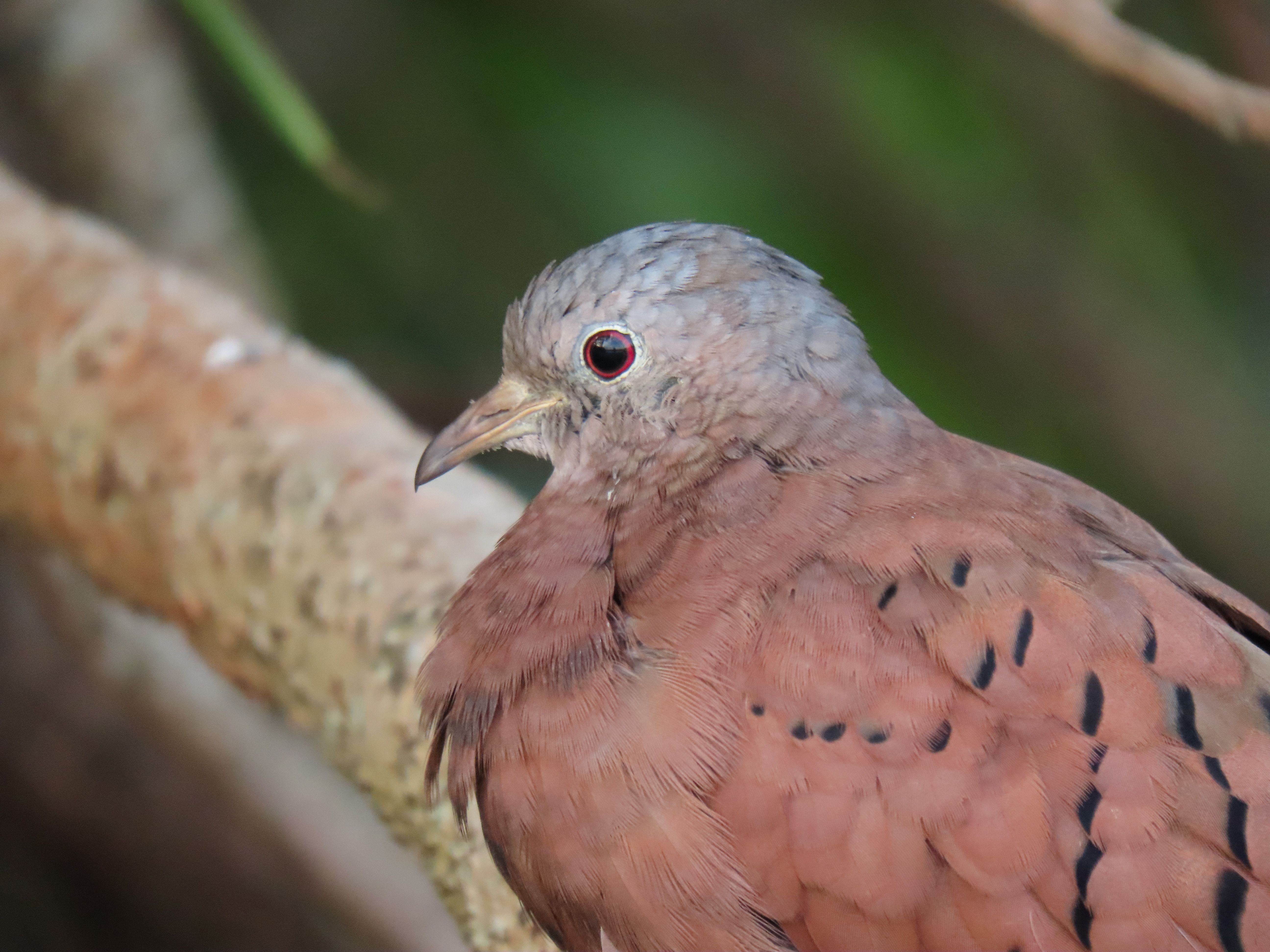 Close Up De Uma Pomba Terrestre Ruddy No Brasil · Foto profissional ...
