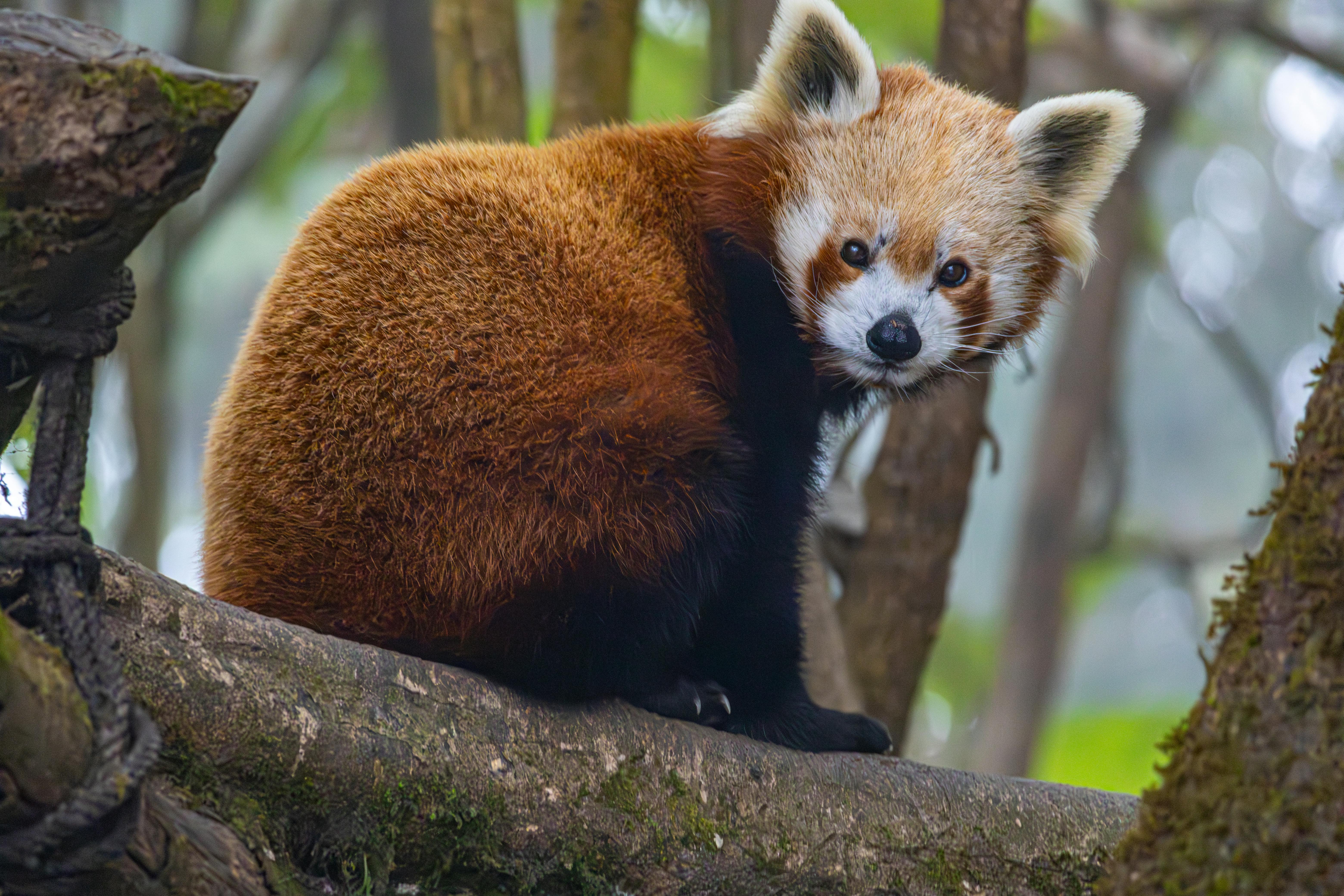 Close-Up of a Red Panda in a Natural Habitat · Free Stock Photo