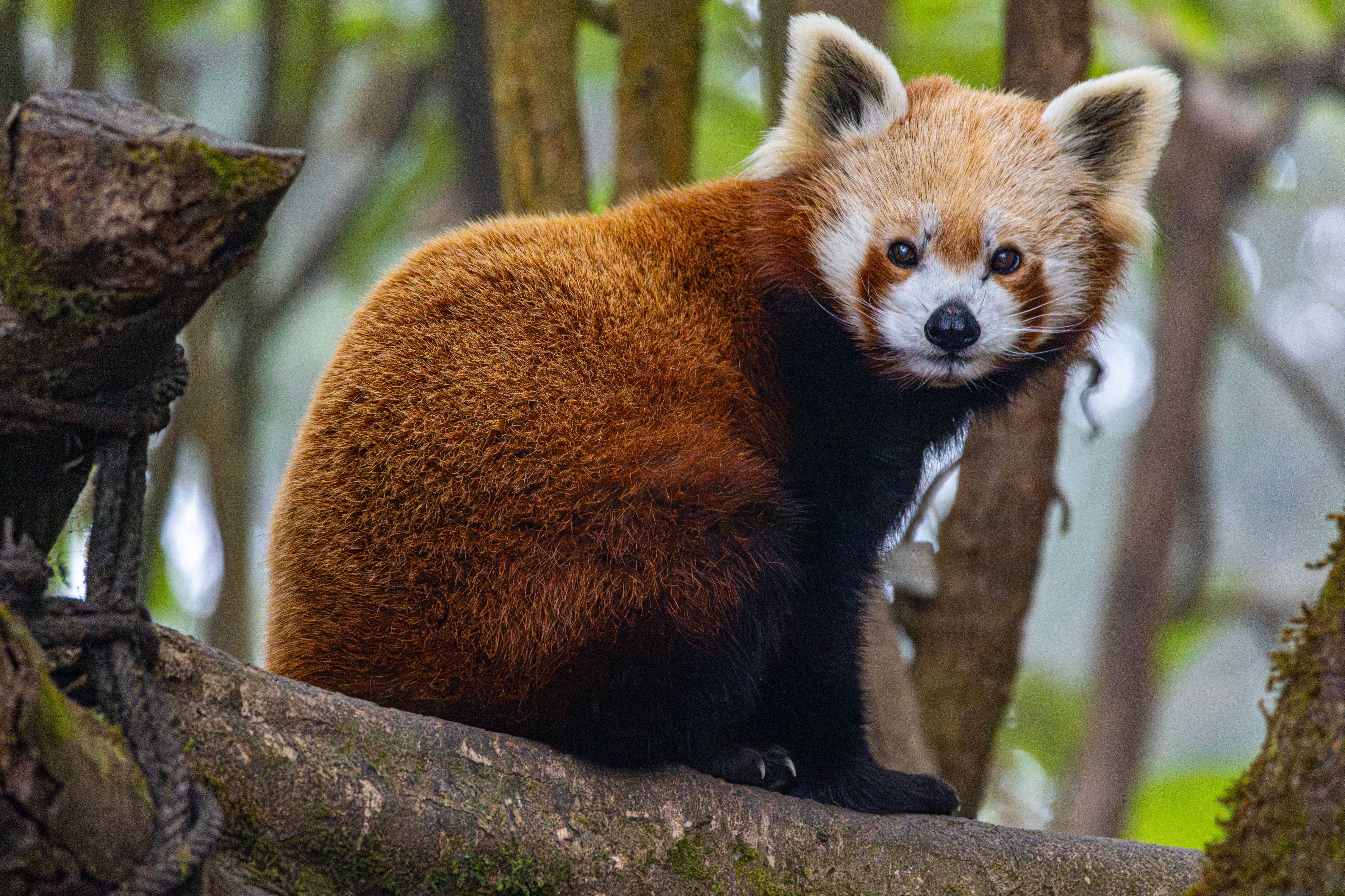 Red Panda in Forested Habitat · Free Stock Photo