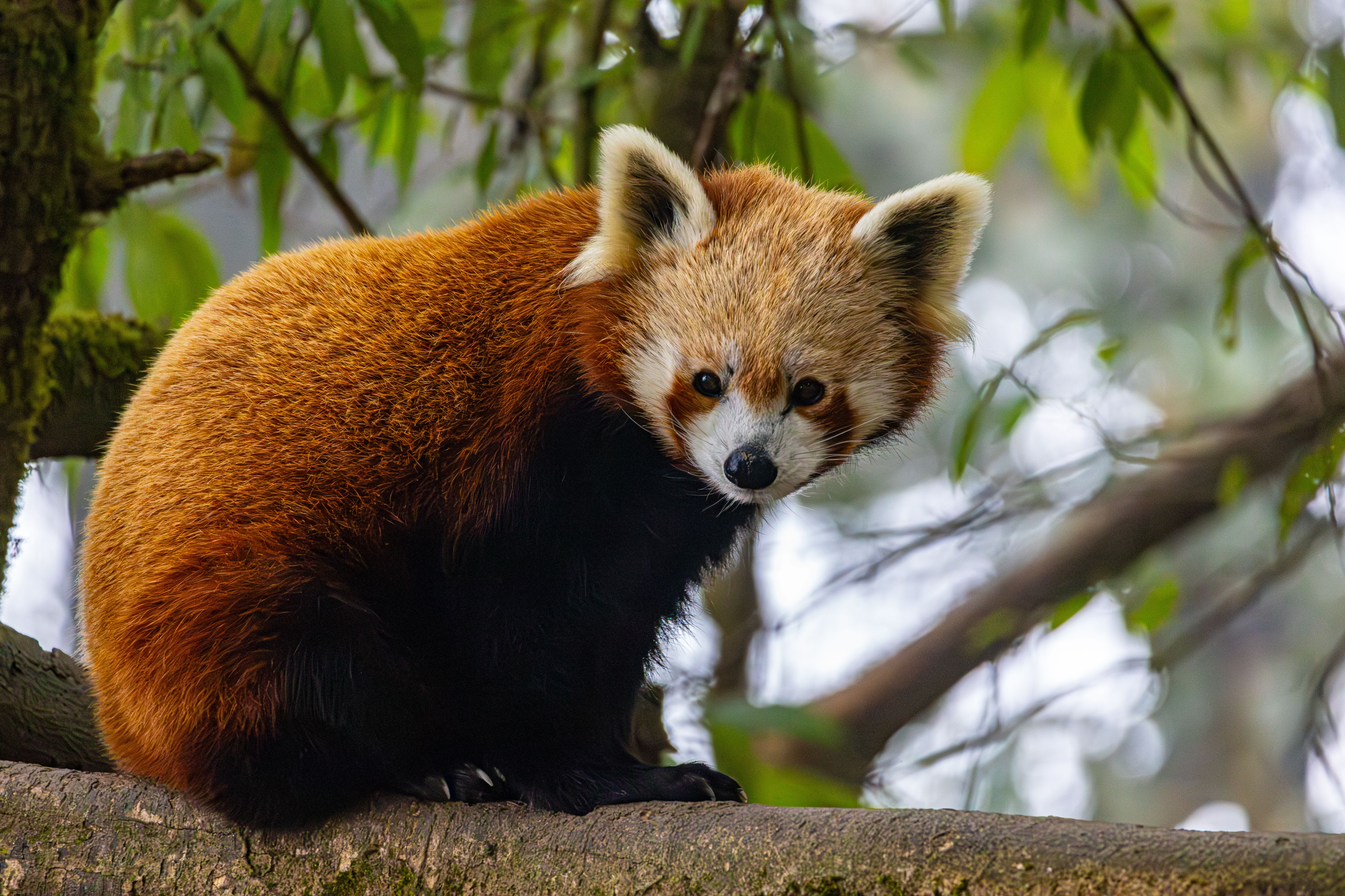 Photo of Red Panda Sleeping on Tree Branch · Free Stock Photo