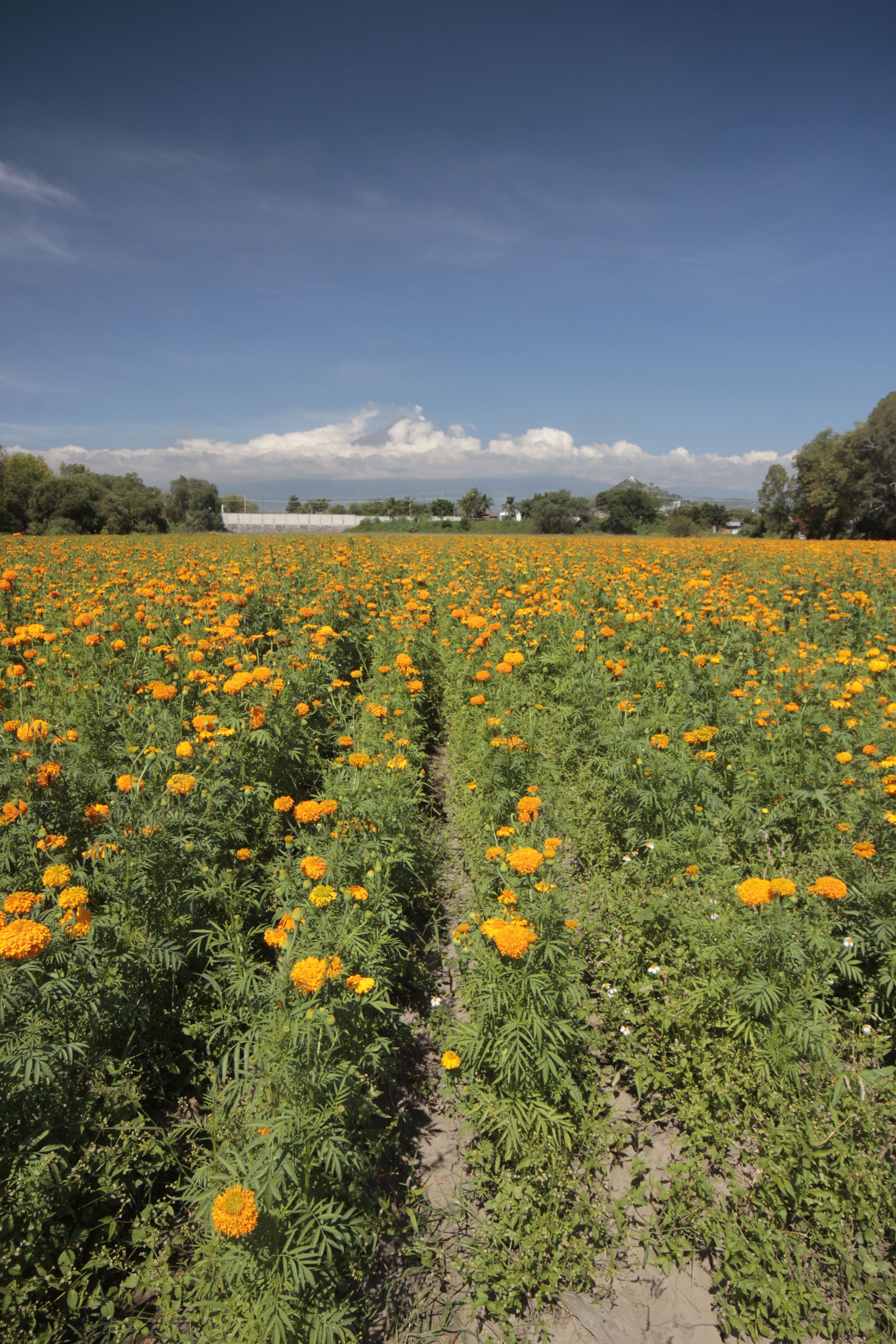 Vibrante Campo De Caléndula En México Bajo Un Cielo Azul Claro · Foto ...