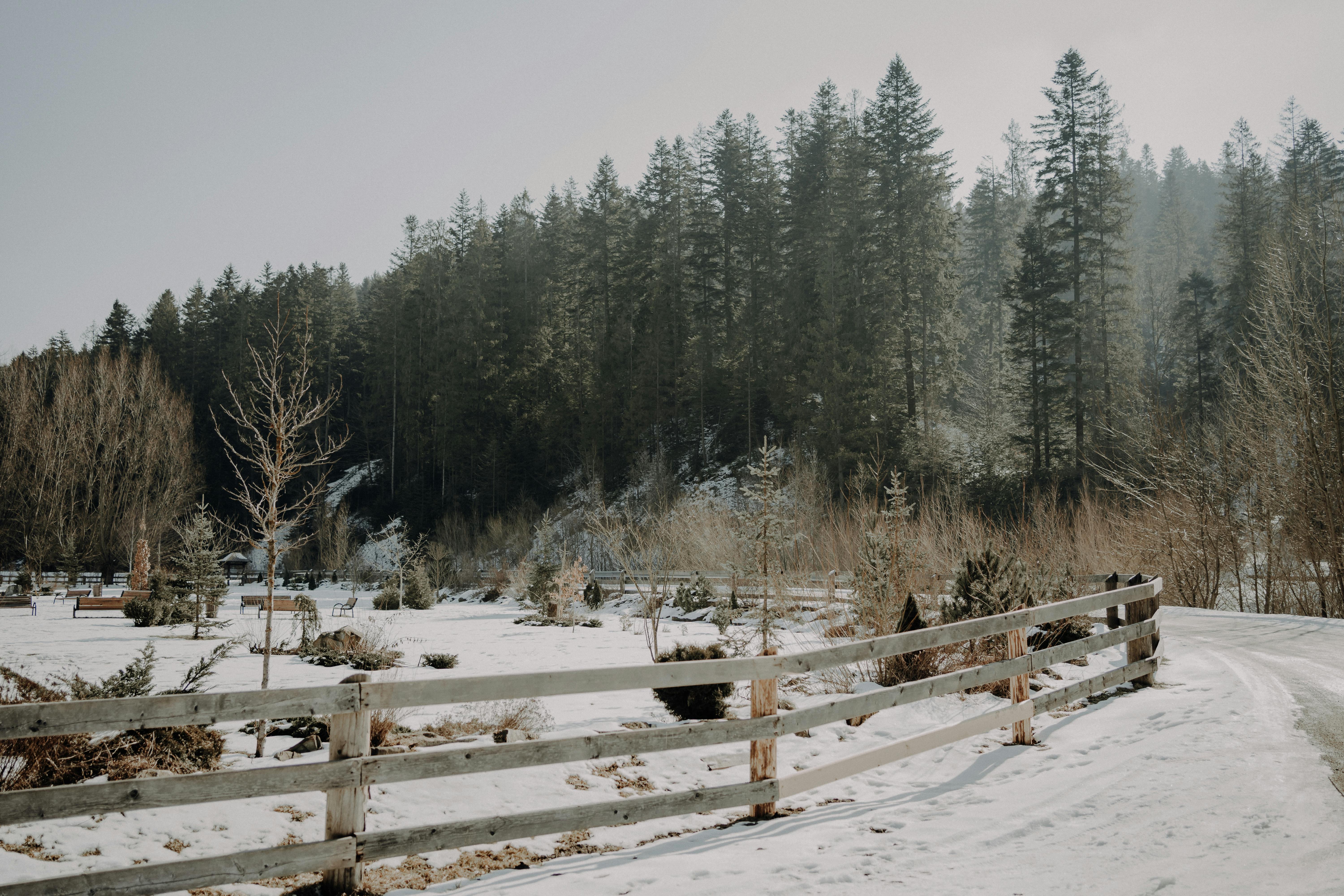 Peisaj De Iarnă Senin Cu Pădure înzăpezită · Imagine de stoc gratuită