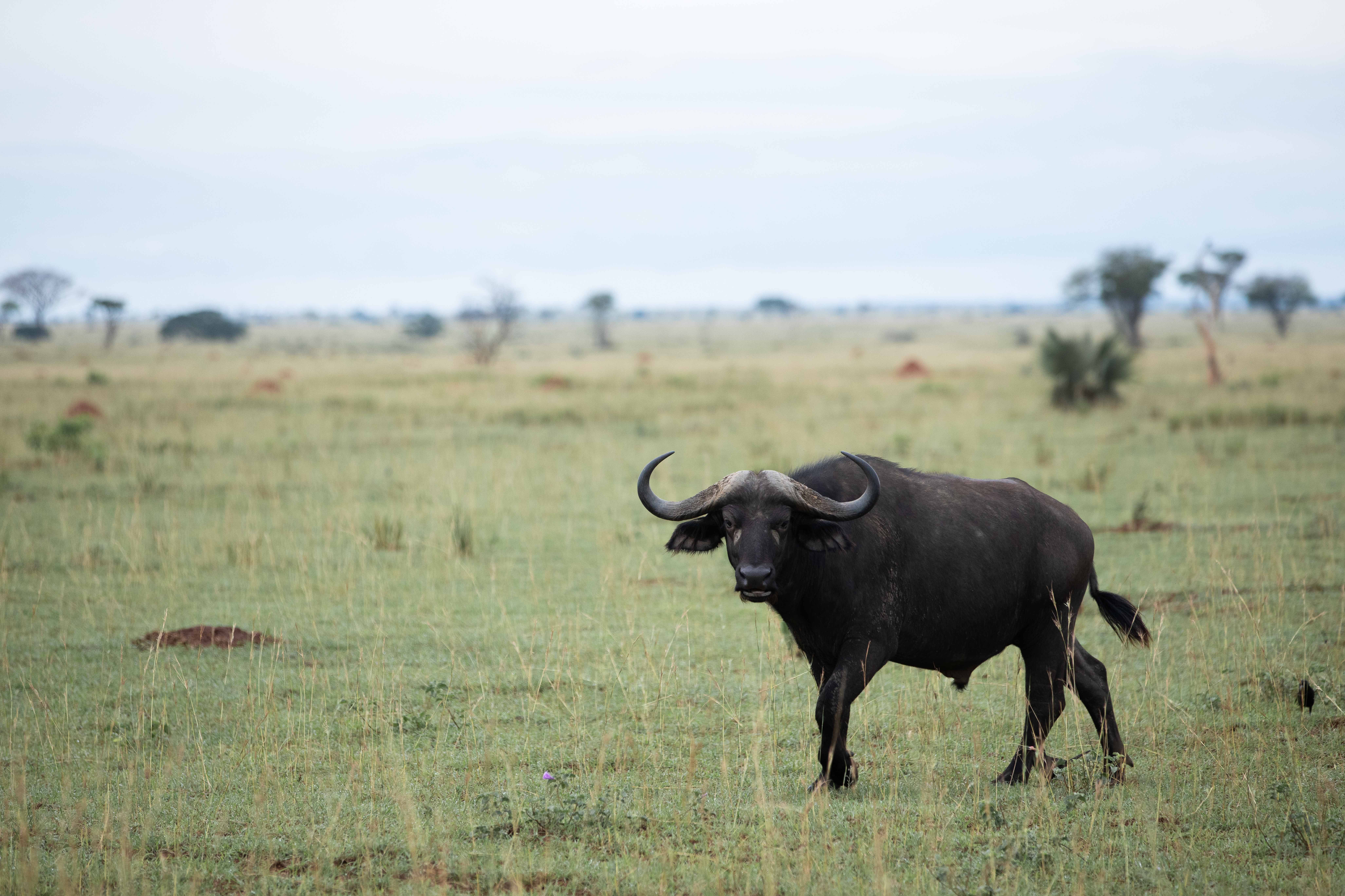 Uganda Nature Wildlife Photos, Download The BEST Free Uganda Nature ...