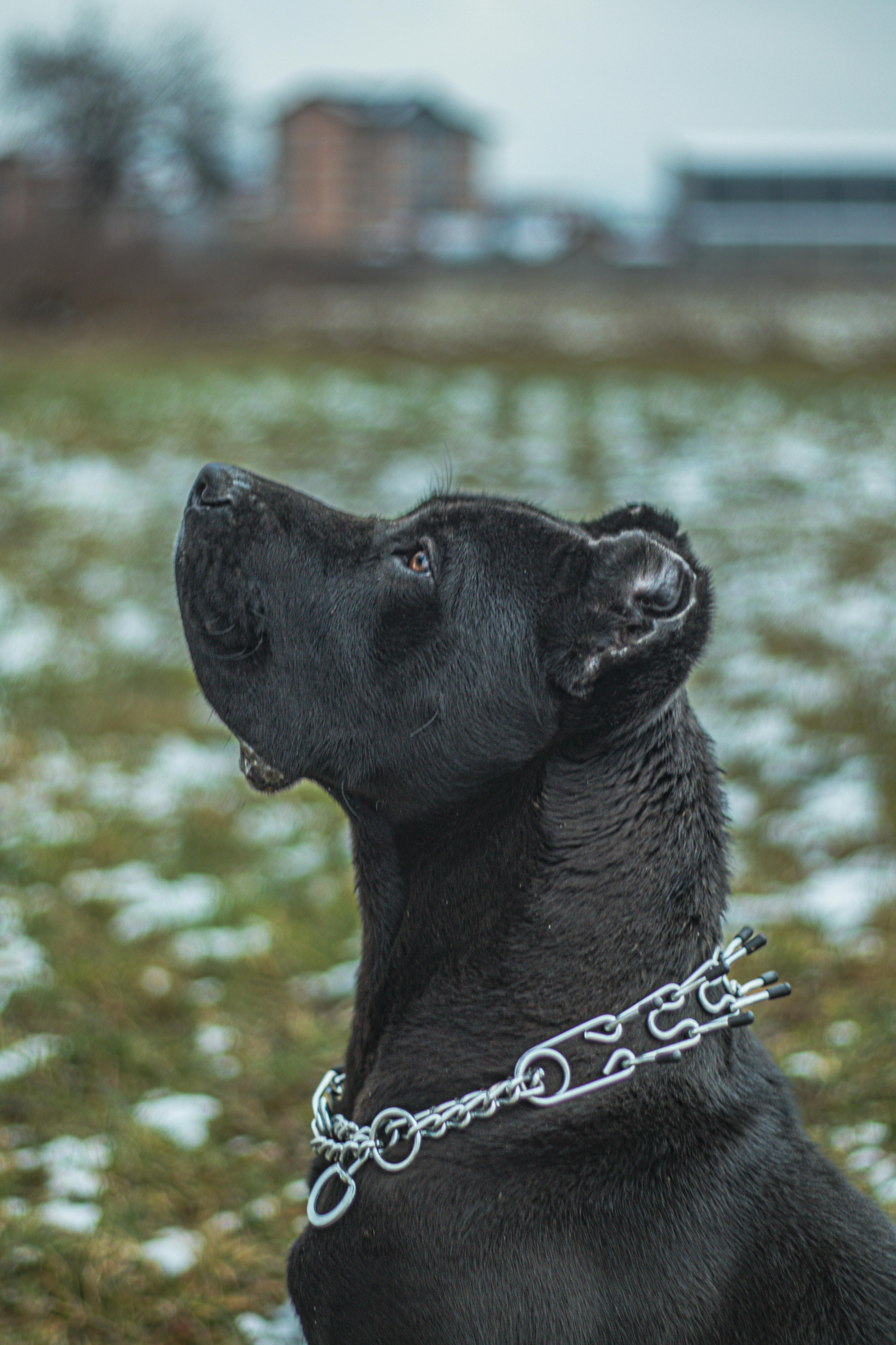 Black Dog with Chain Collar in Winter Field · Free Stock Photo