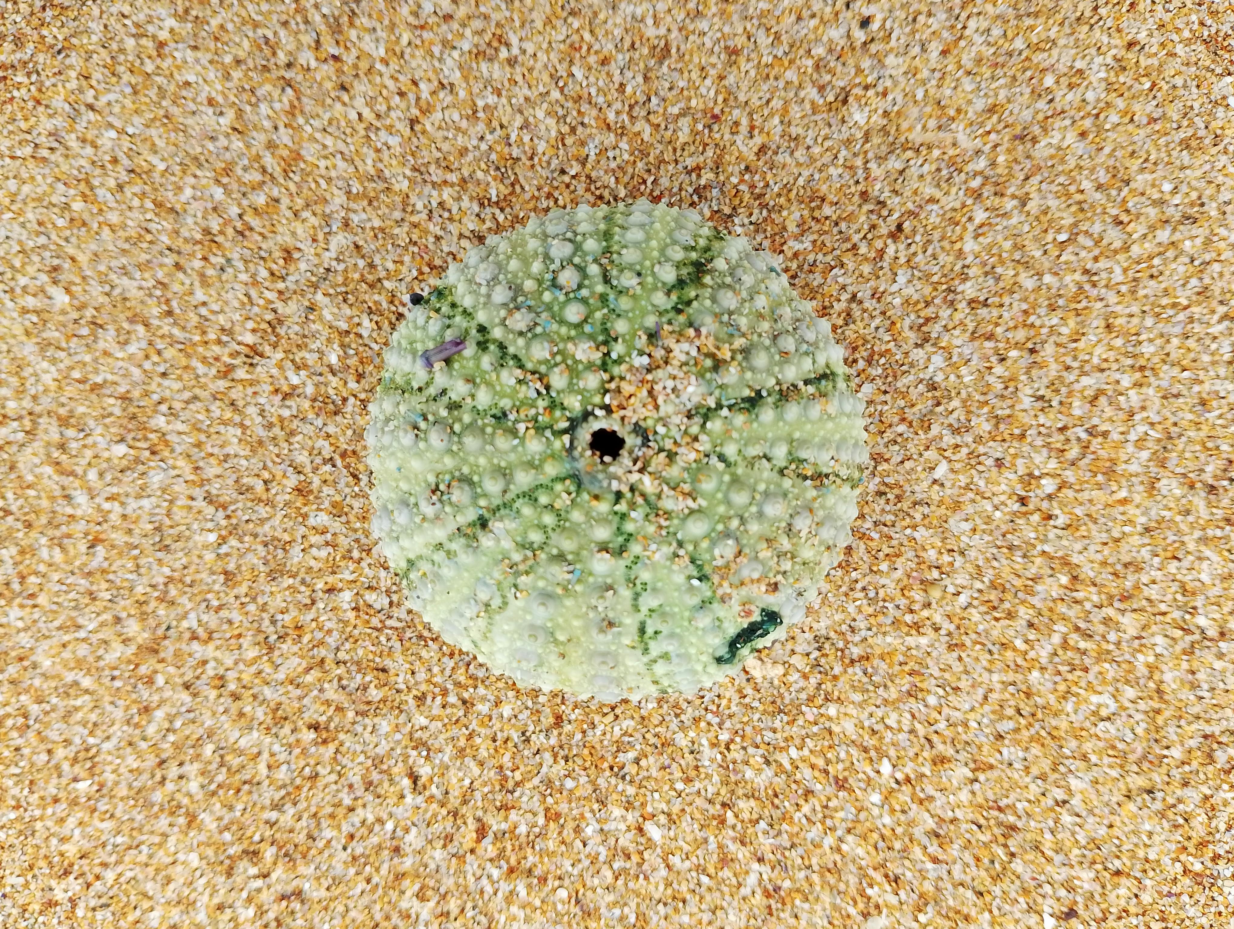 Seashell on Sandy Beach in Casablanca · Free Stock Photo