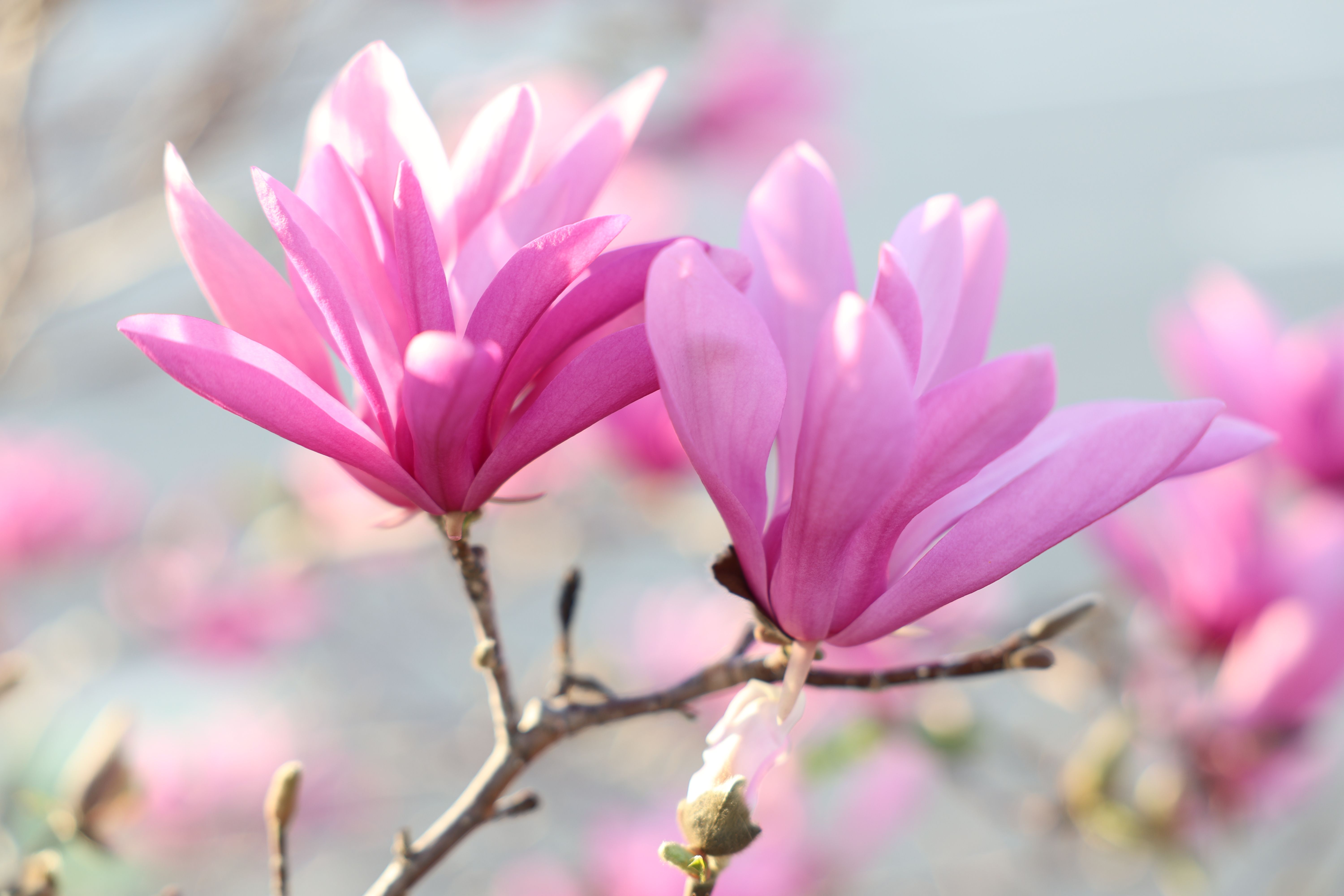 Vibrant Pink Magnolia Blossoms in Spring Light · Free Stock Photo