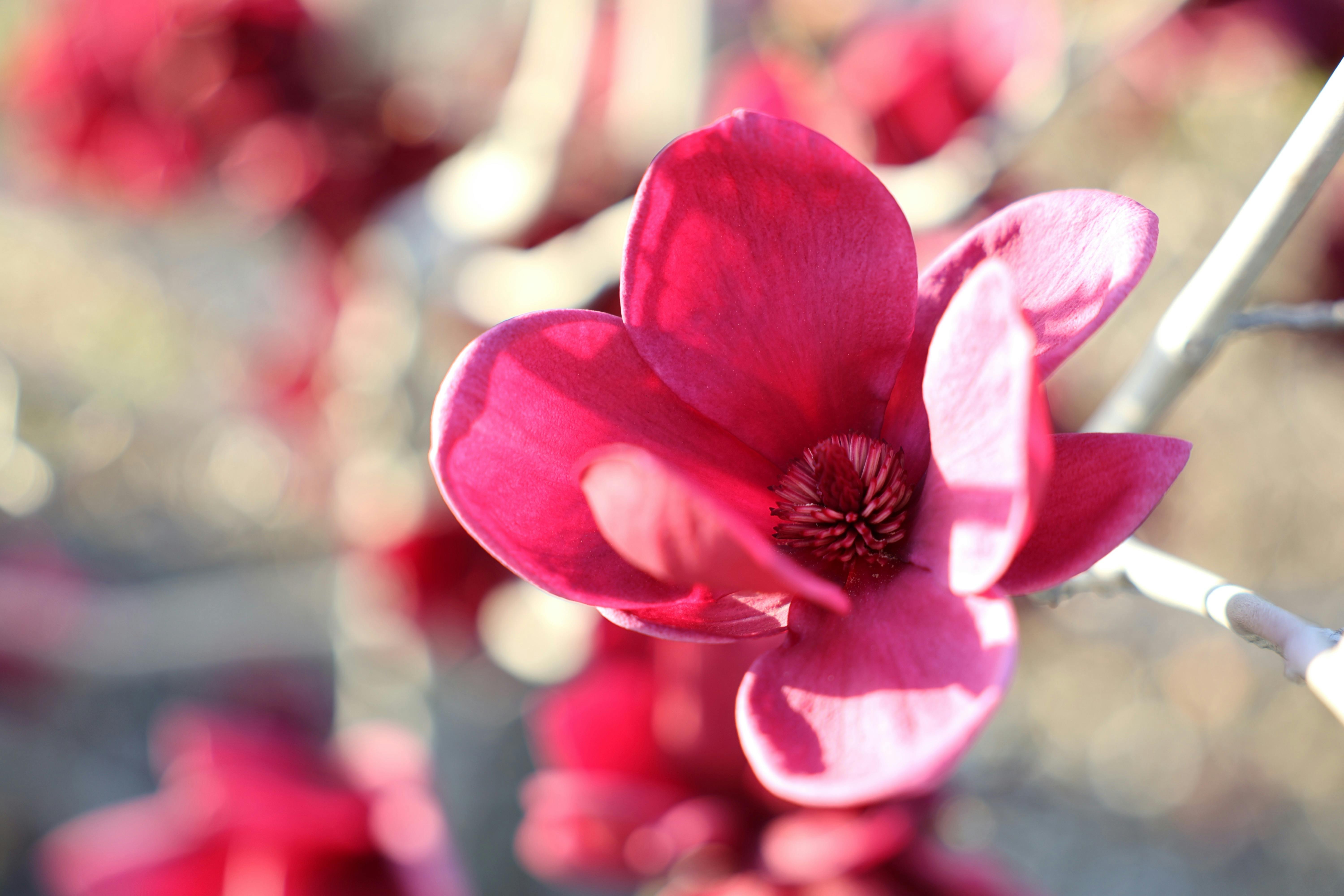 Vibrant Red Magnolia Blooms in Springtime · Free Stock Photo