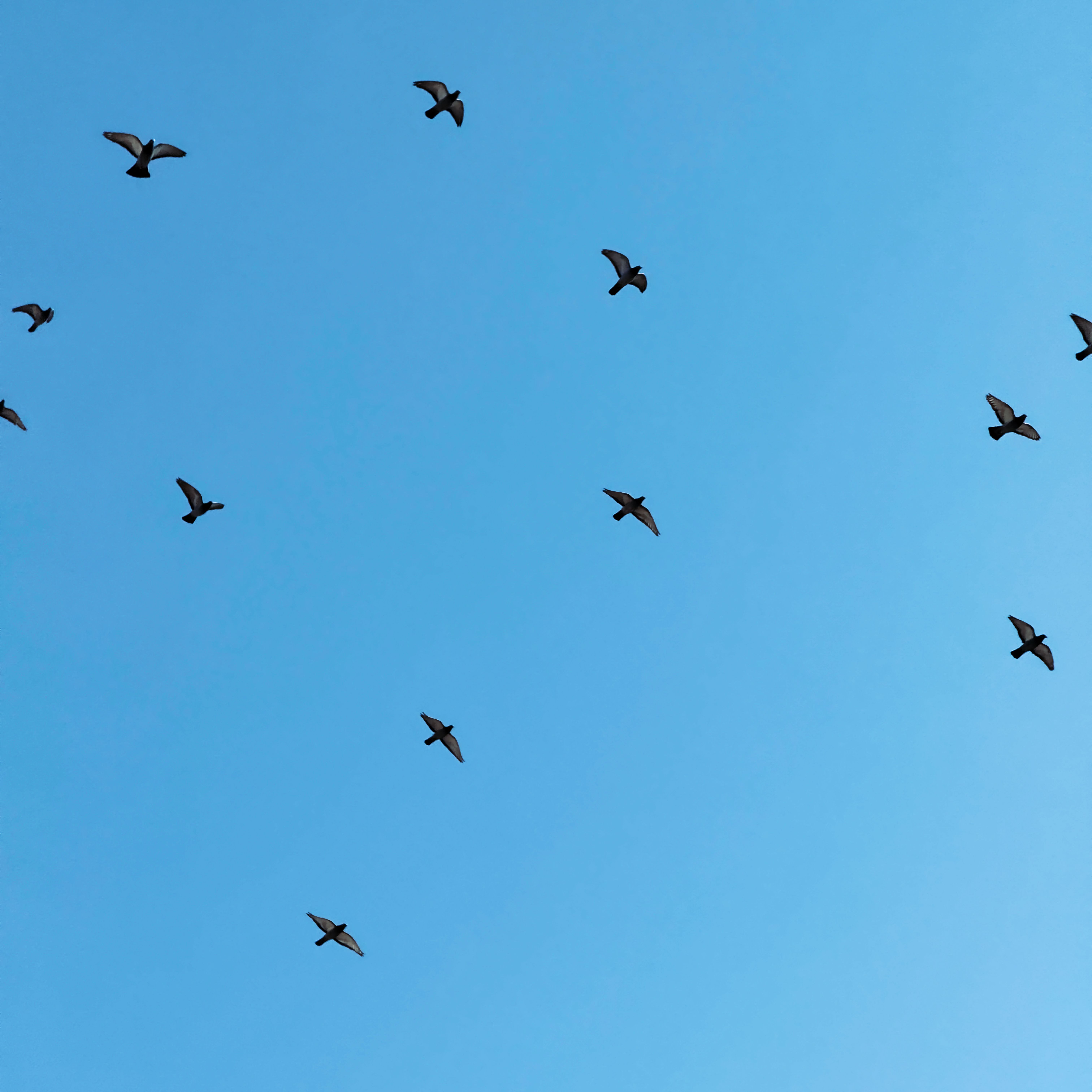 Birds Flying Sky Photos, Download The BEST Free Birds Flying Sky Stock ...