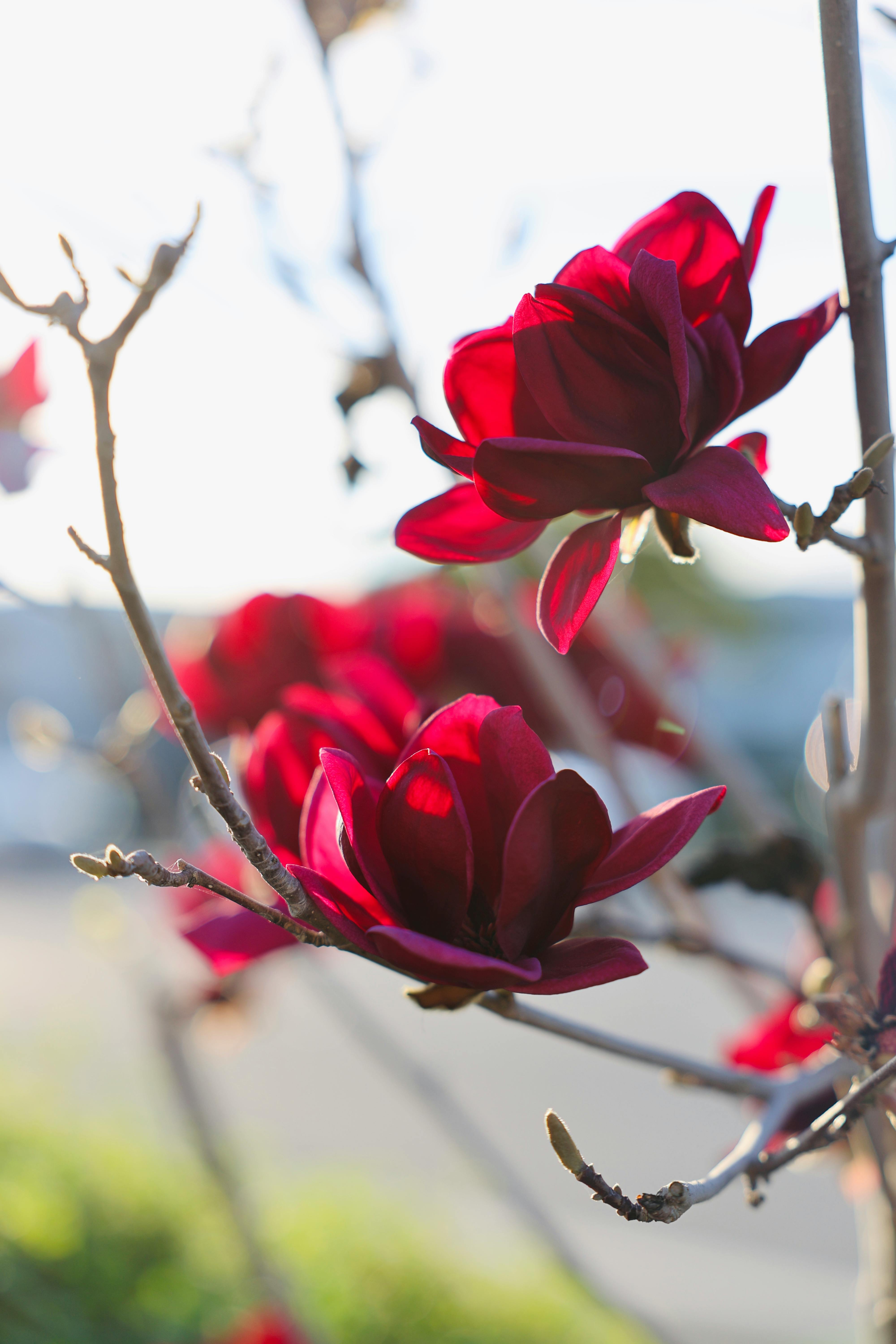 Vibrant Red Magnolia Blossoms in Spring Light · Free Stock Photo