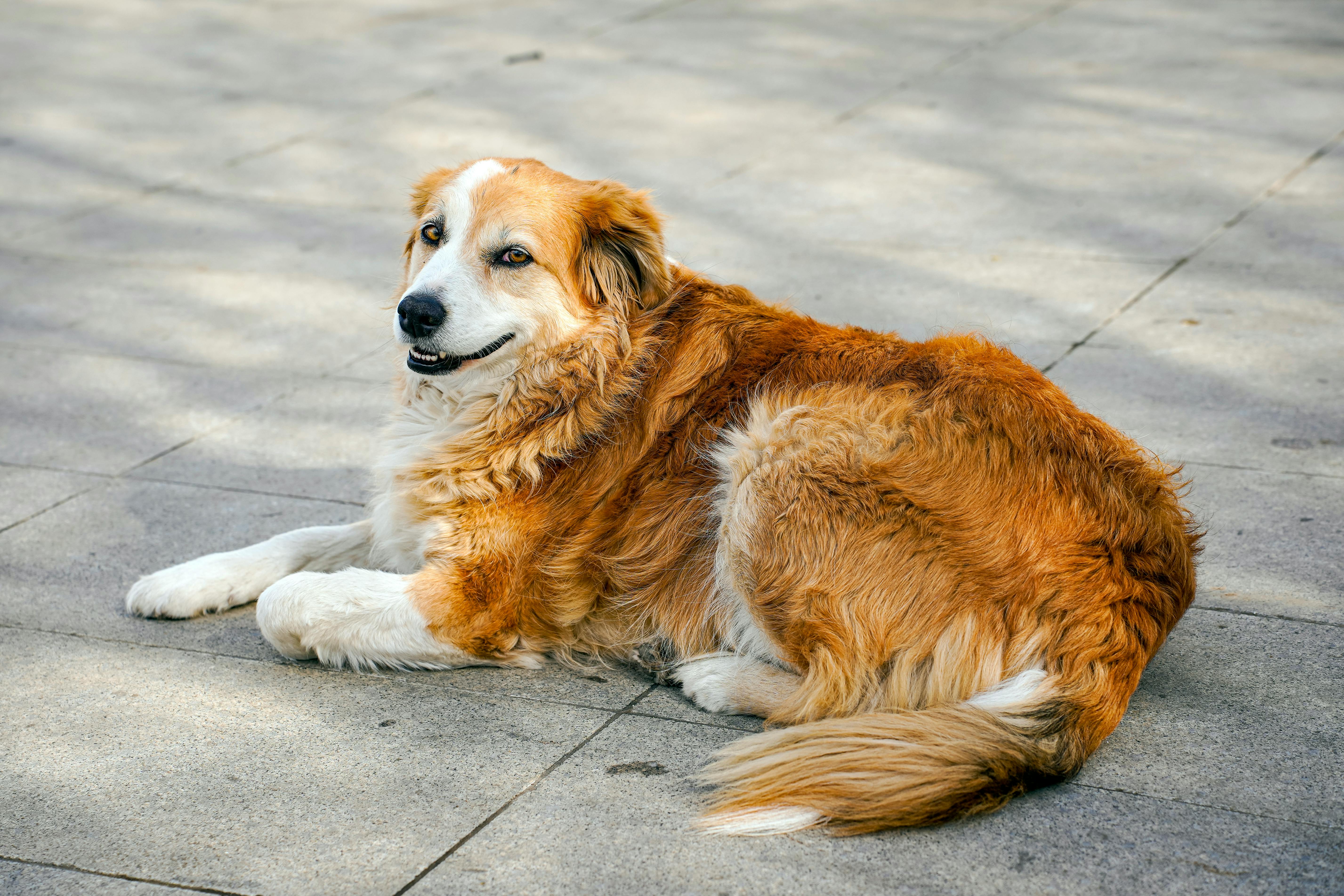 Portrait Solid Background Photos, Download The BEST Free Portrait Solid ...