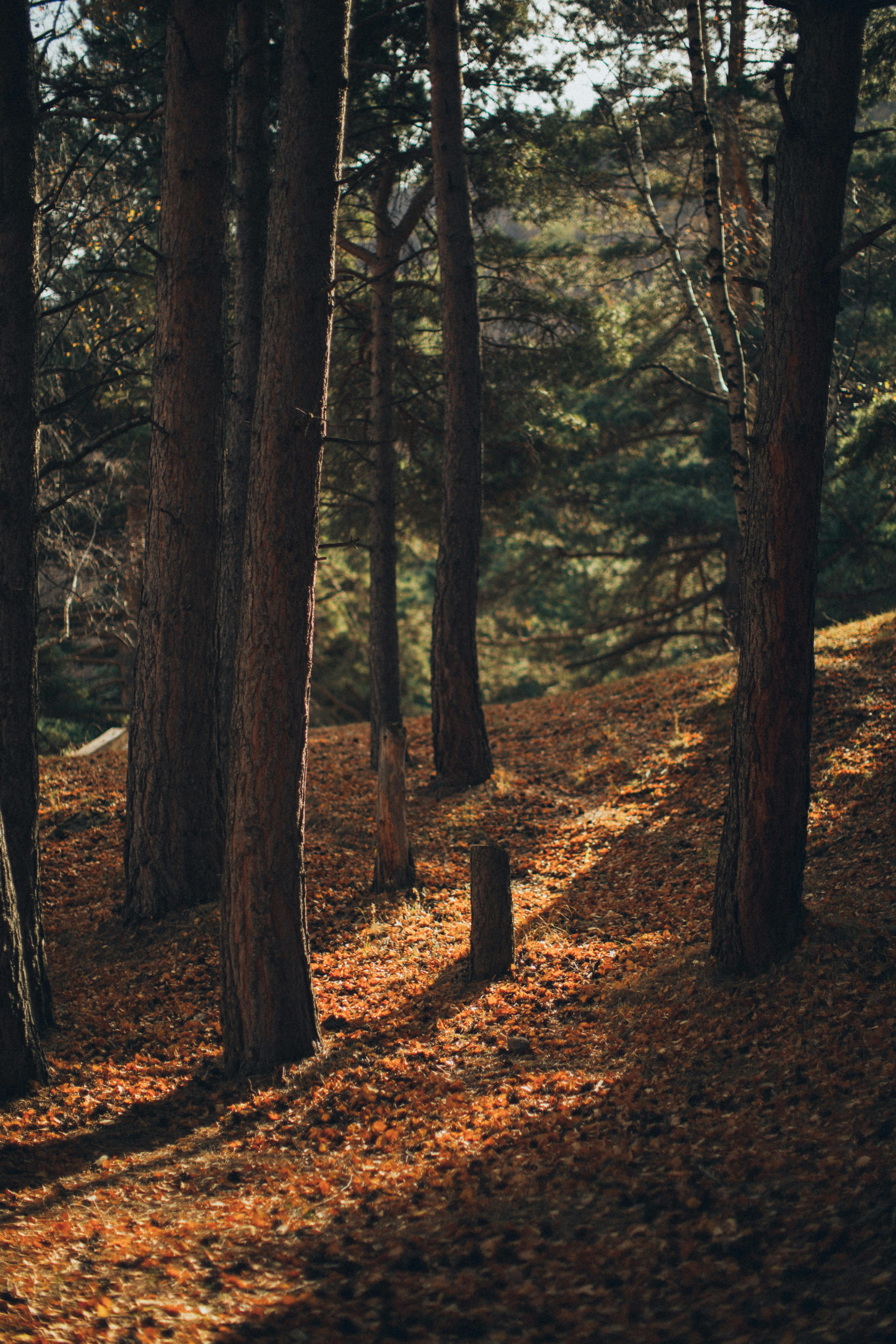 Georgian Countryside Photos, Download The BEST Free Georgian ...