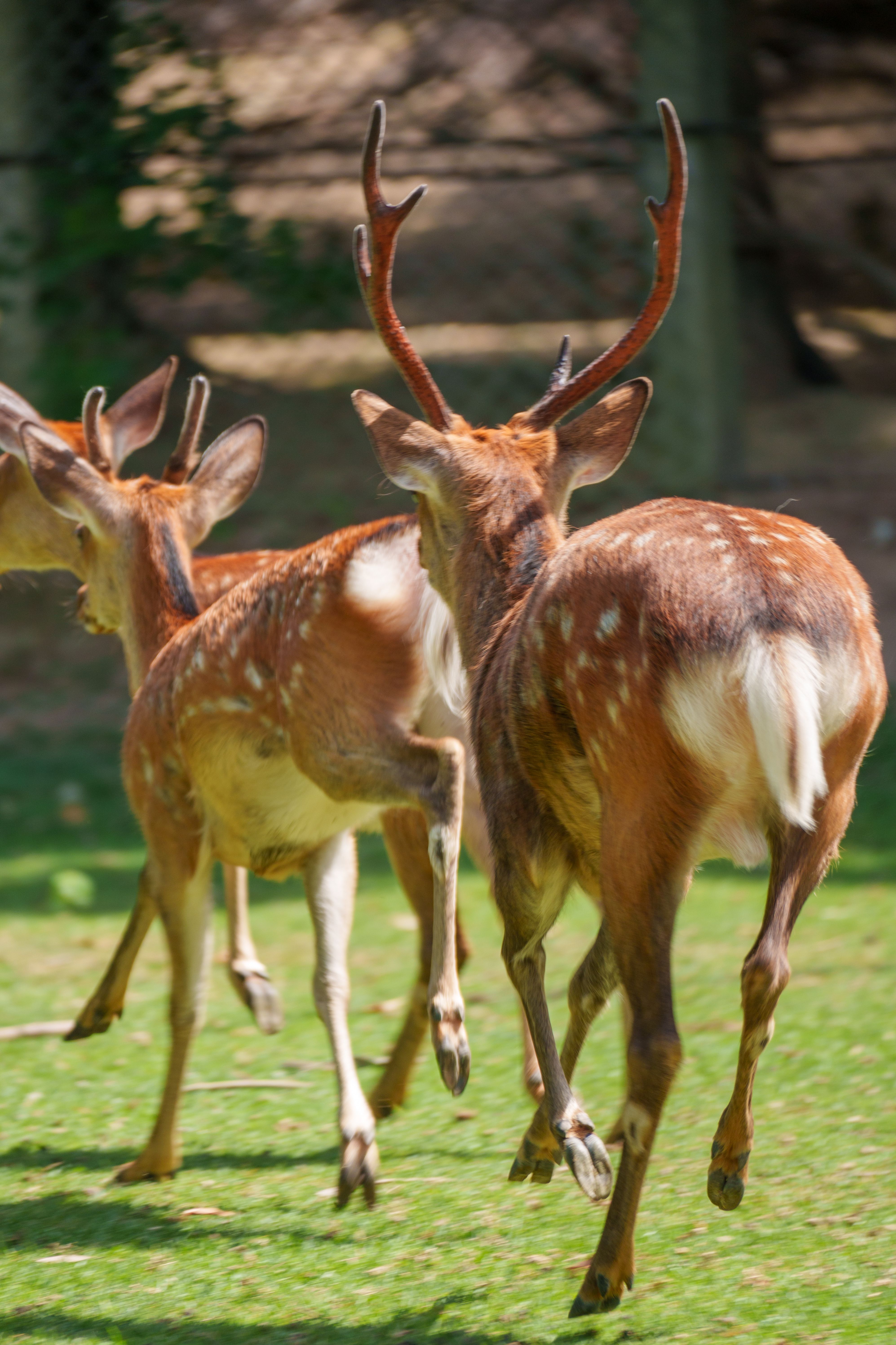 Animals Day Photos, Download The BEST Free Animals Day Stock Photos ...