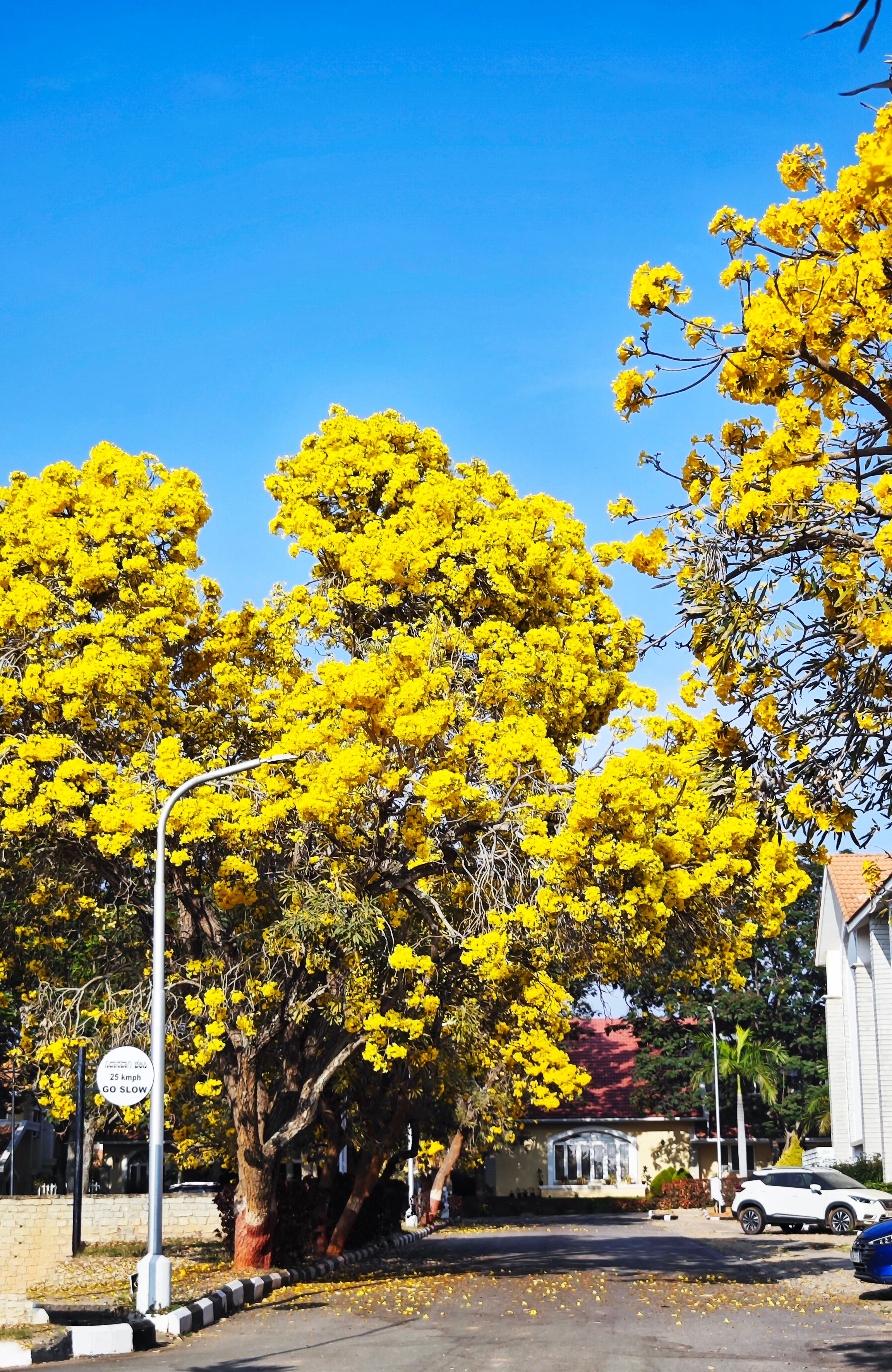 Vibrant Yellow Tabebuia Trees Blooming in Spring · Free Stock Photo