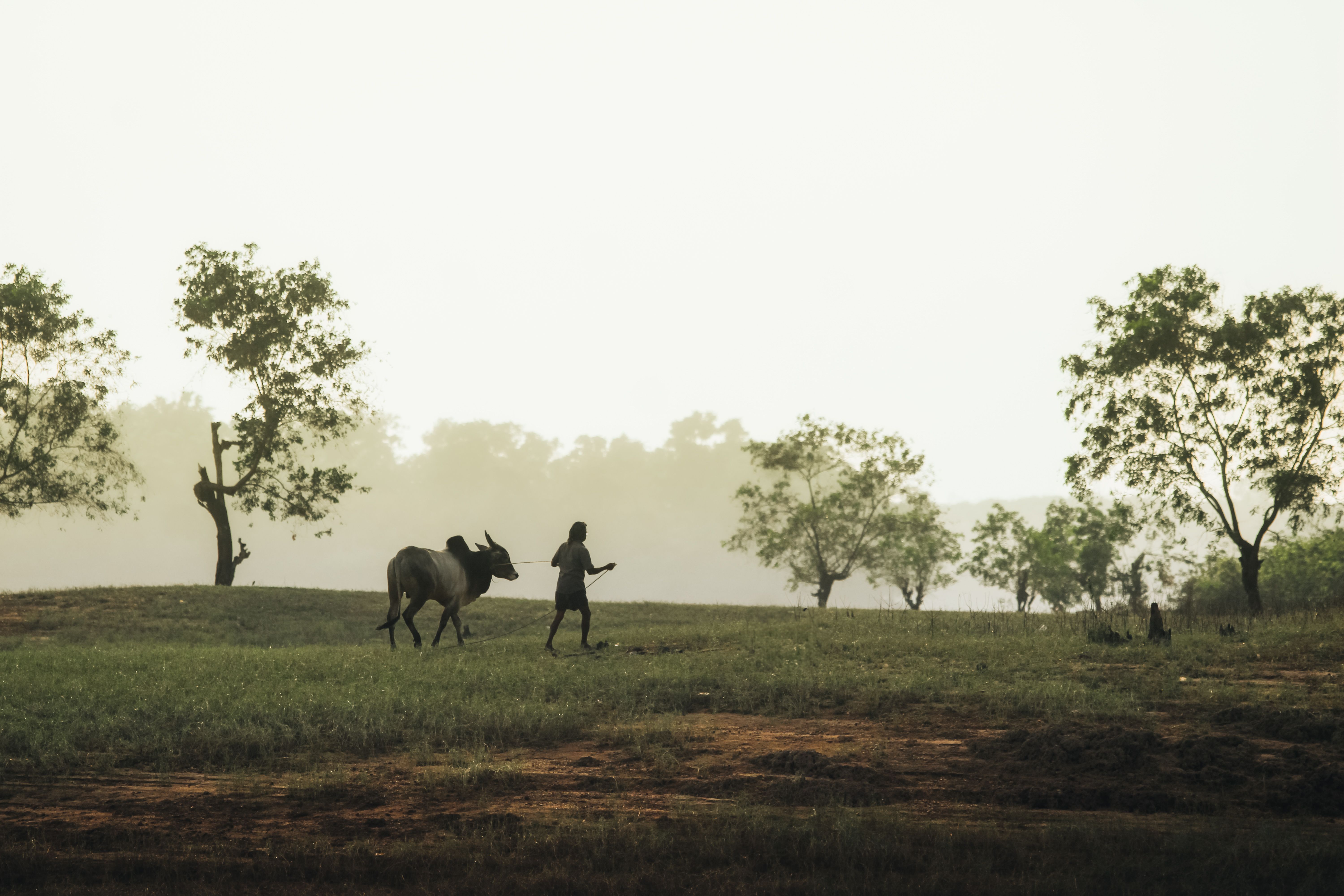 Pastoral Scene with Farmer and Buffalo at Dusk · Free Stock Photo