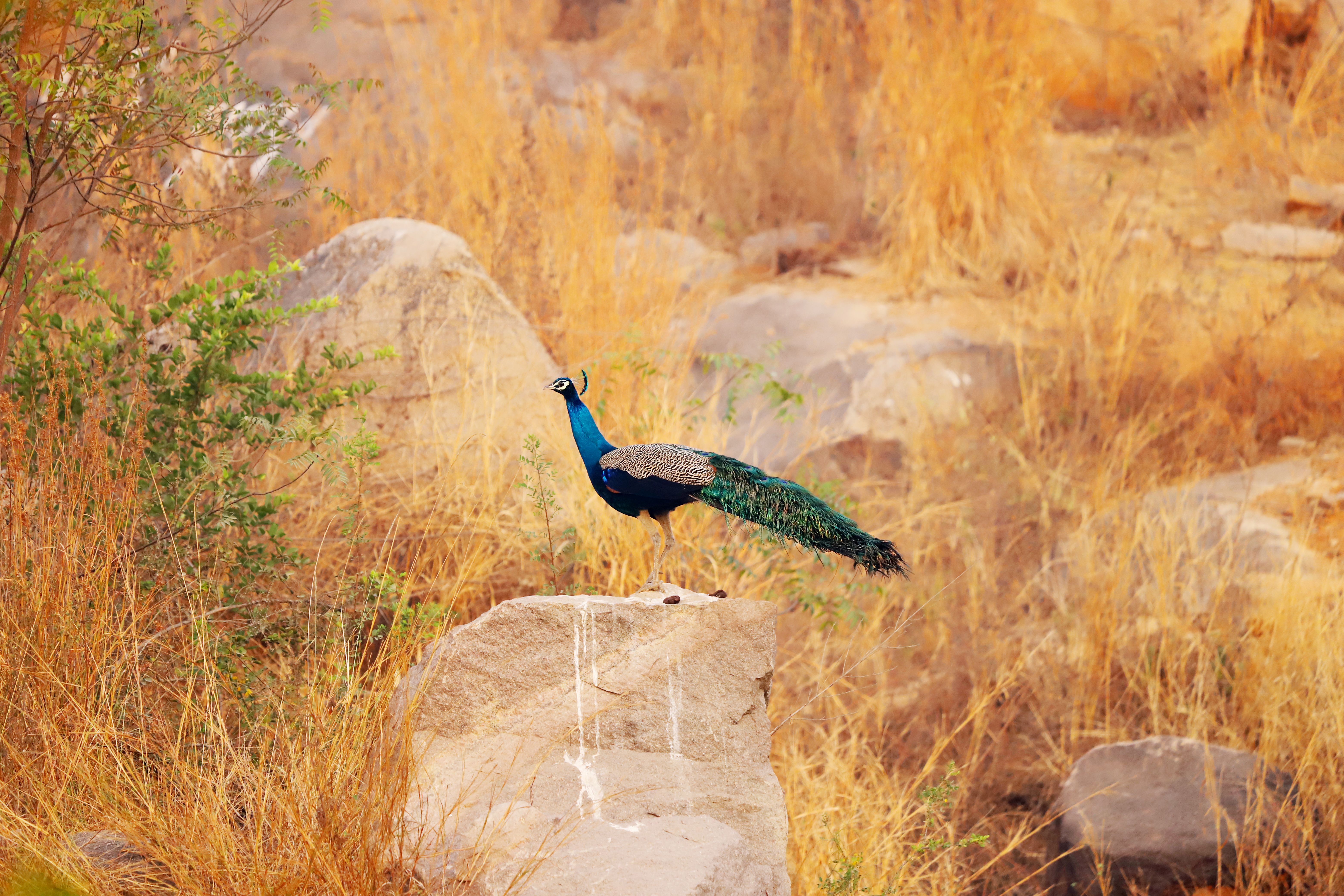 Golden Bird India Photos, Download The BEST Free Golden Bird India ...