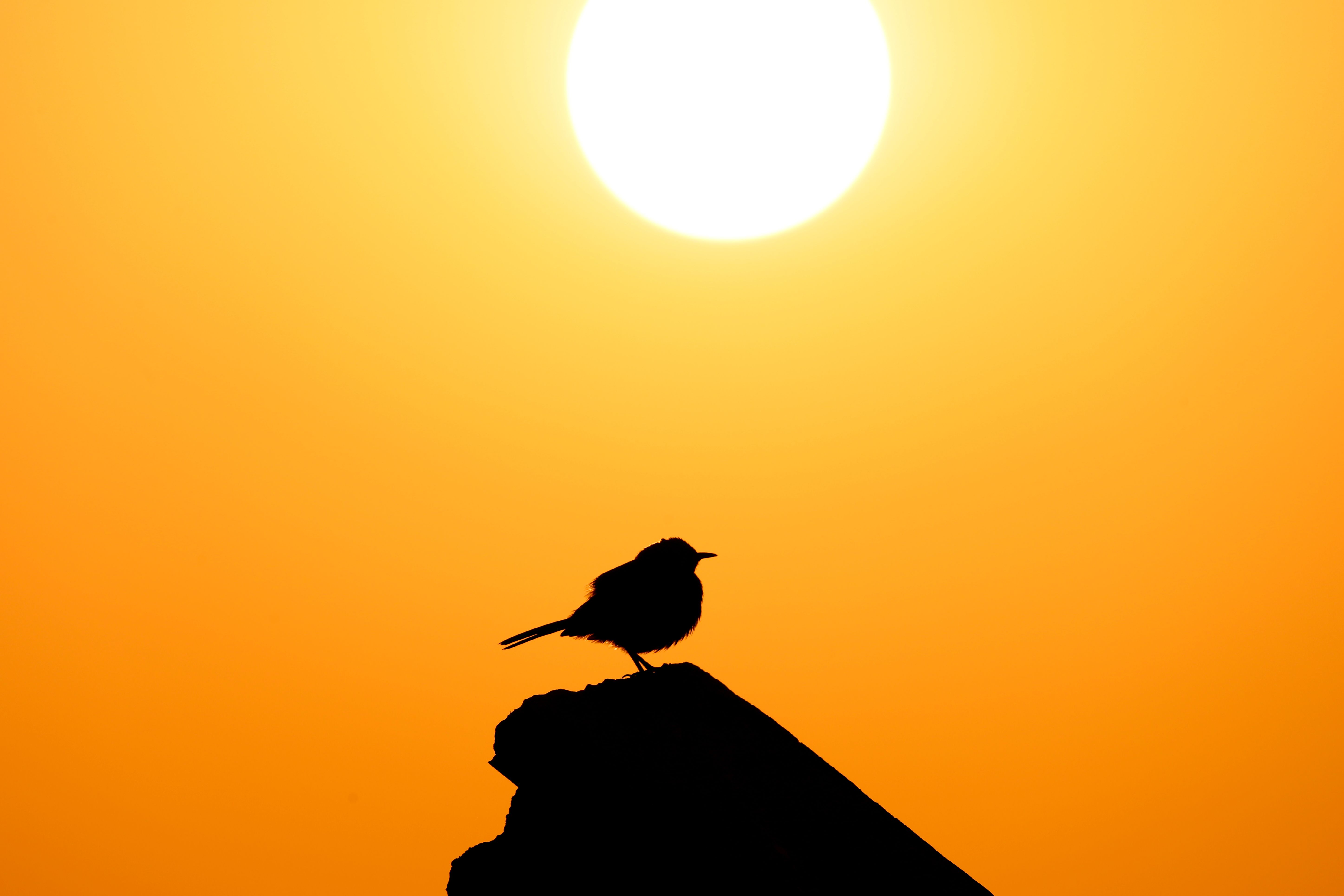 Silhouette of a Bird at Sunset Against Orange Sky · Free Stock Photo