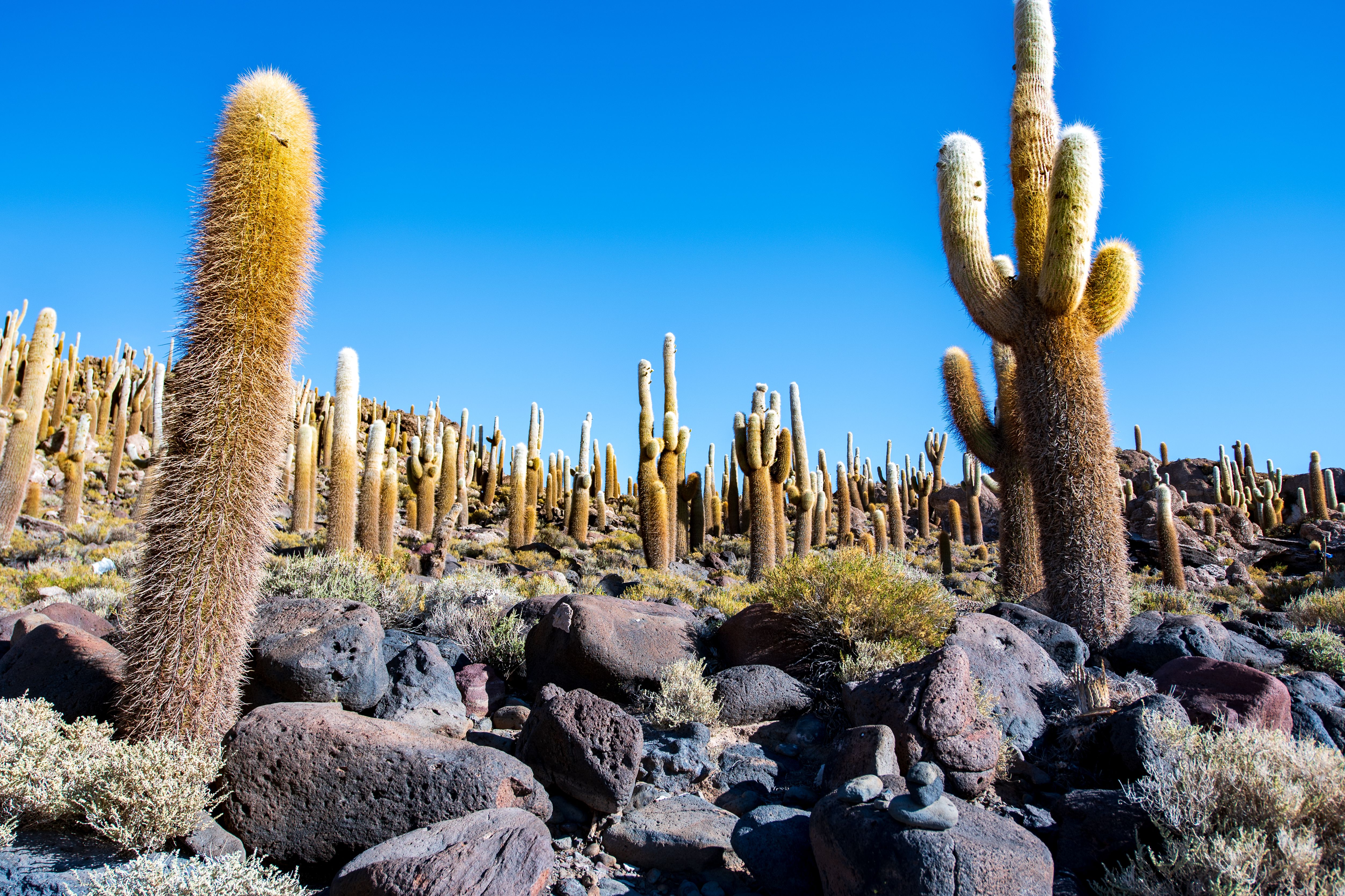 Vibrant Cacti Landscape in Bolivian Desert · Free Stock Photo