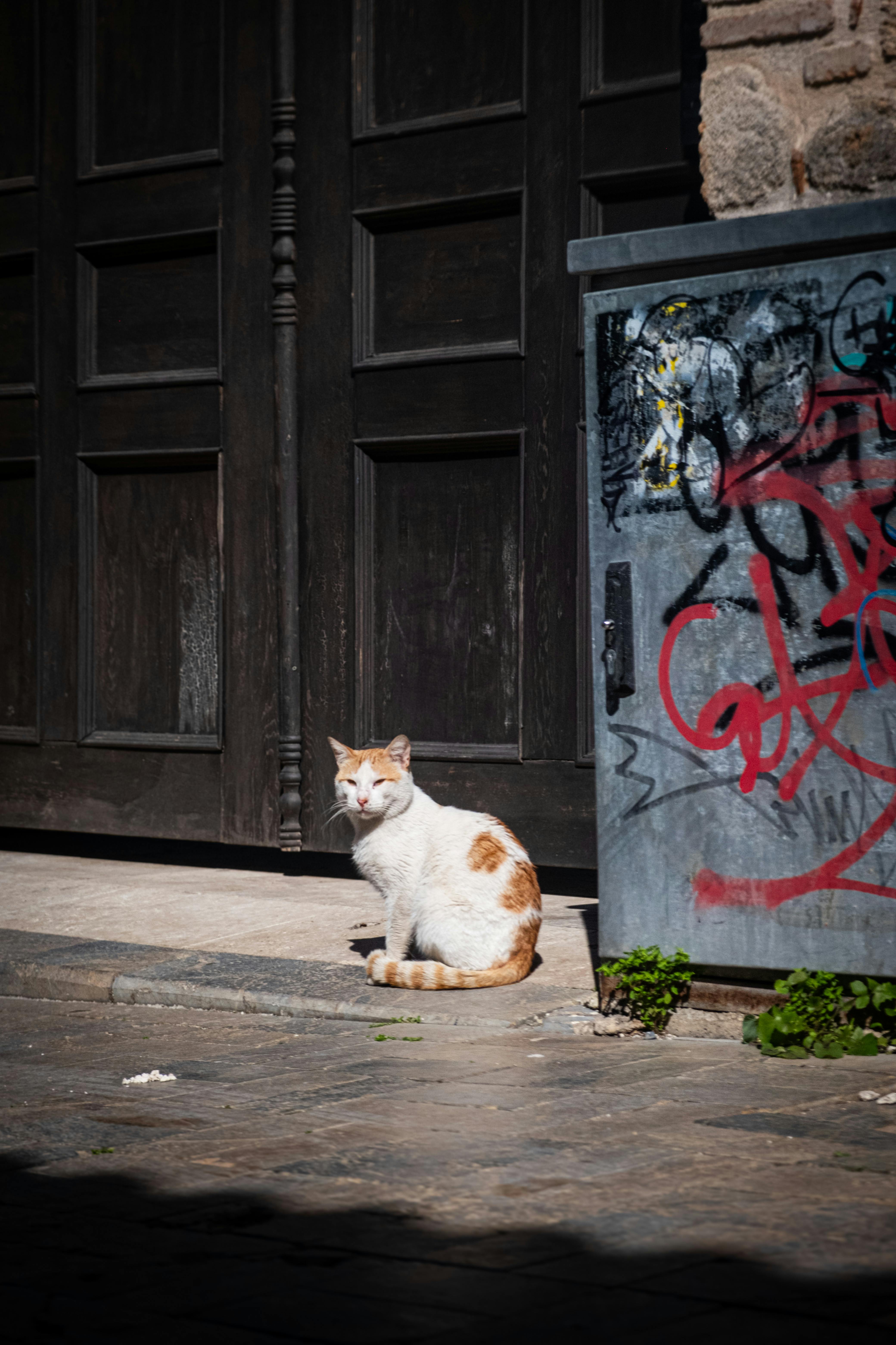 Gato Callejero A La Luz Del Sol Junto A Una Pared De Graffitis · Foto ...