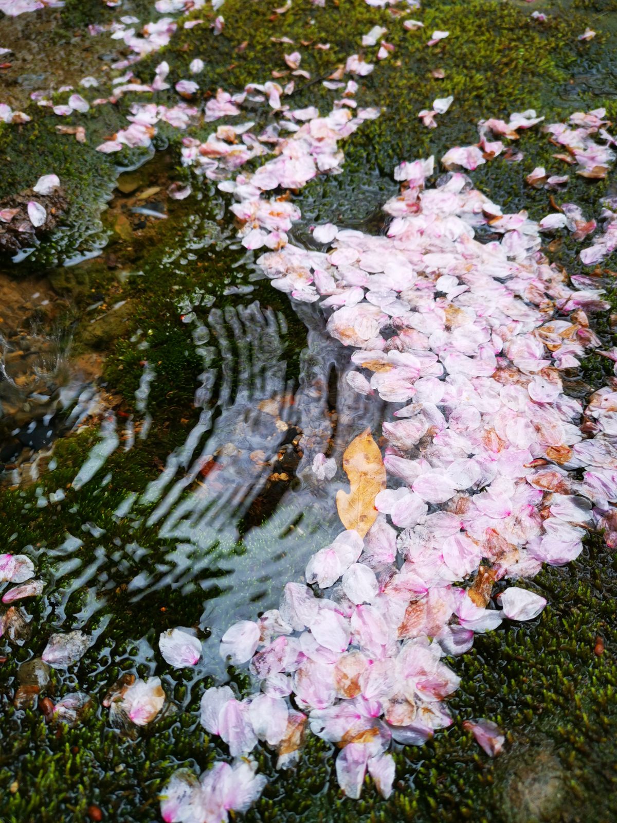 Cherry Blossoms Above A Stream In Tsuzuki Ward, Yokohama, Japan Photos ...