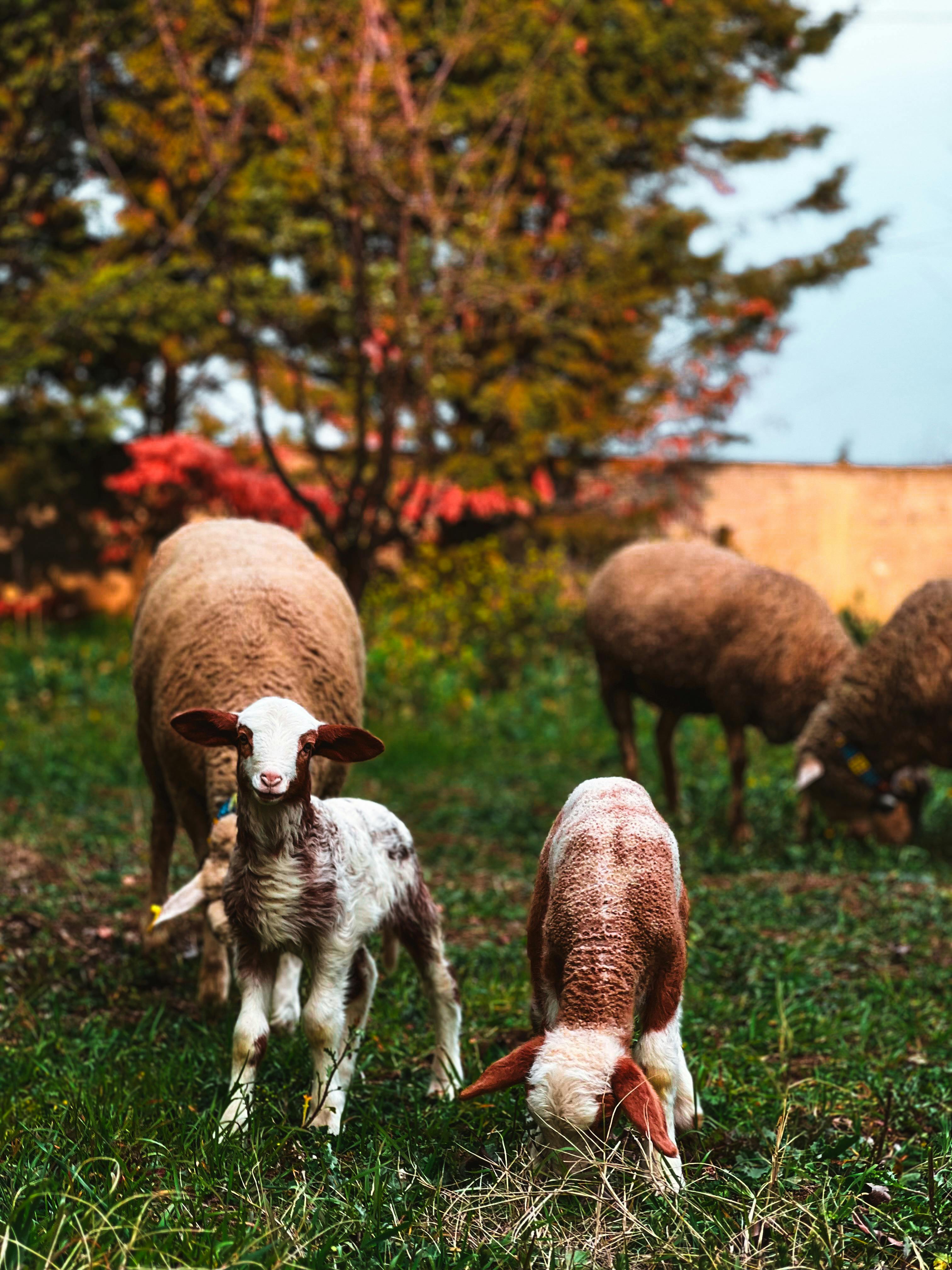 Grazing Sheep and Lambs in a Scenic Field · Free Stock Photo