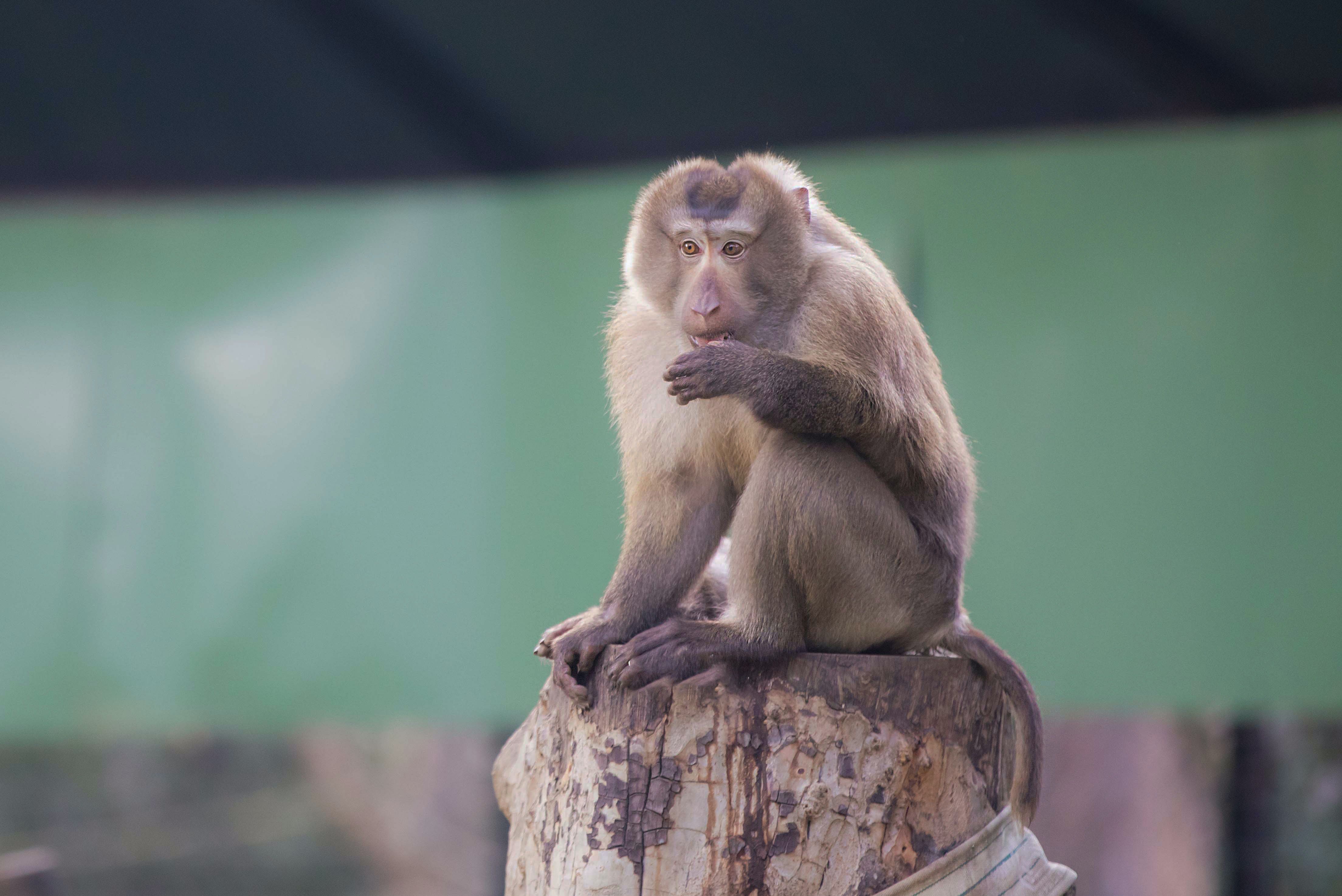 Cute Monkey Sitting on Tree Stump · Free Stock Photo
