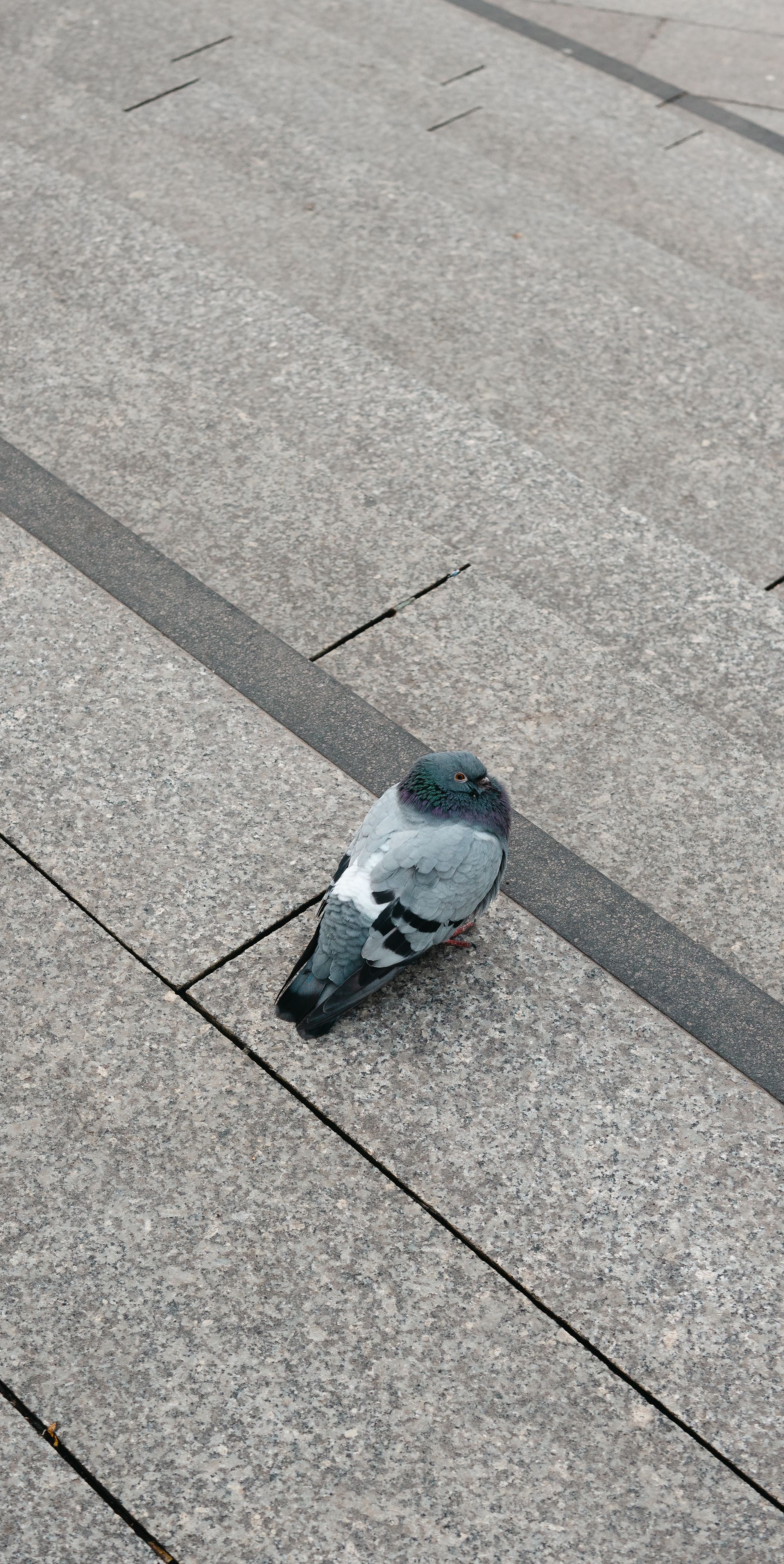 Urban Pigeon on Stone Steps in Cologne · Free Stock Photo