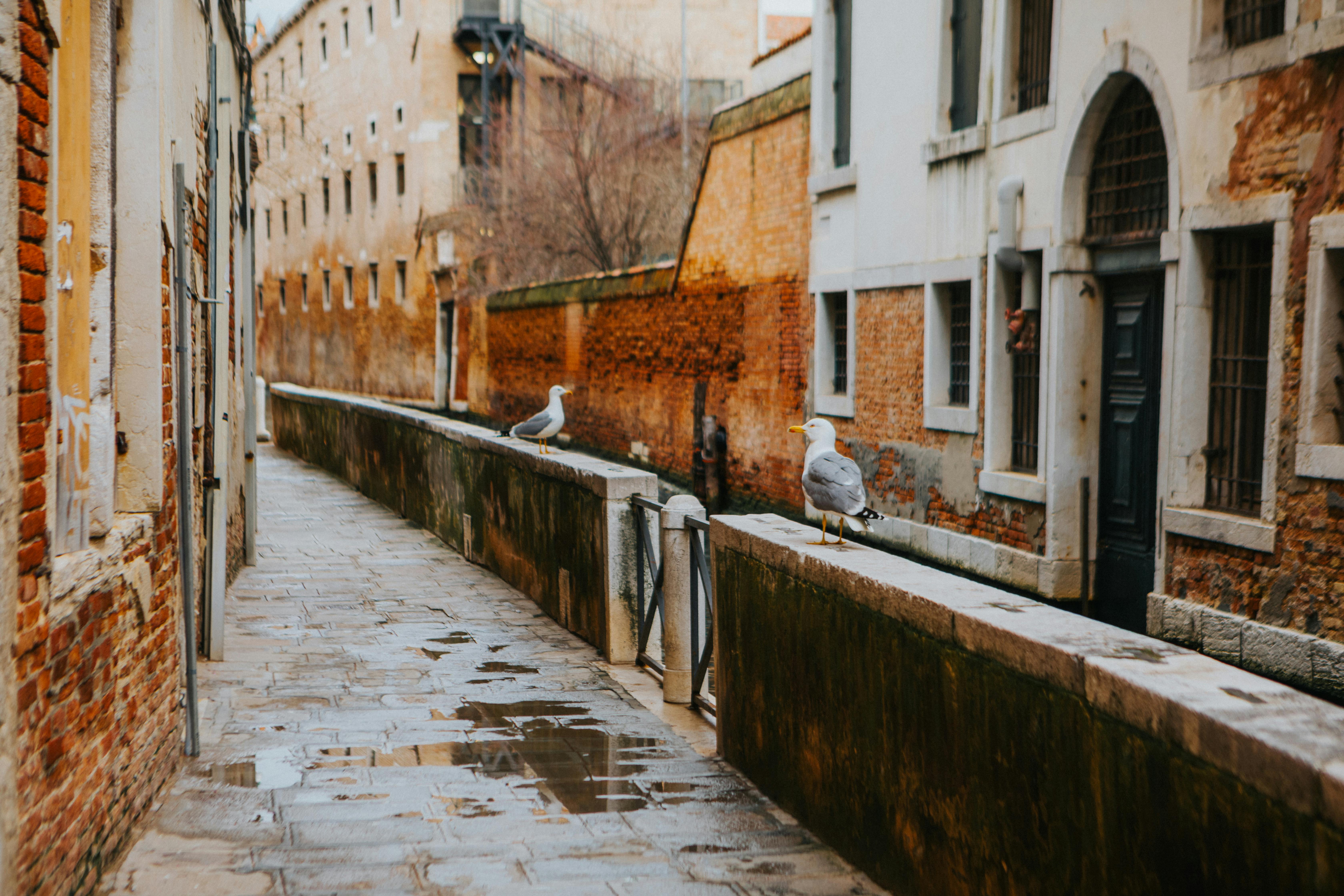 Alleyway Photos, Download The BEST Free Alleyway Stock Photos & HD Images