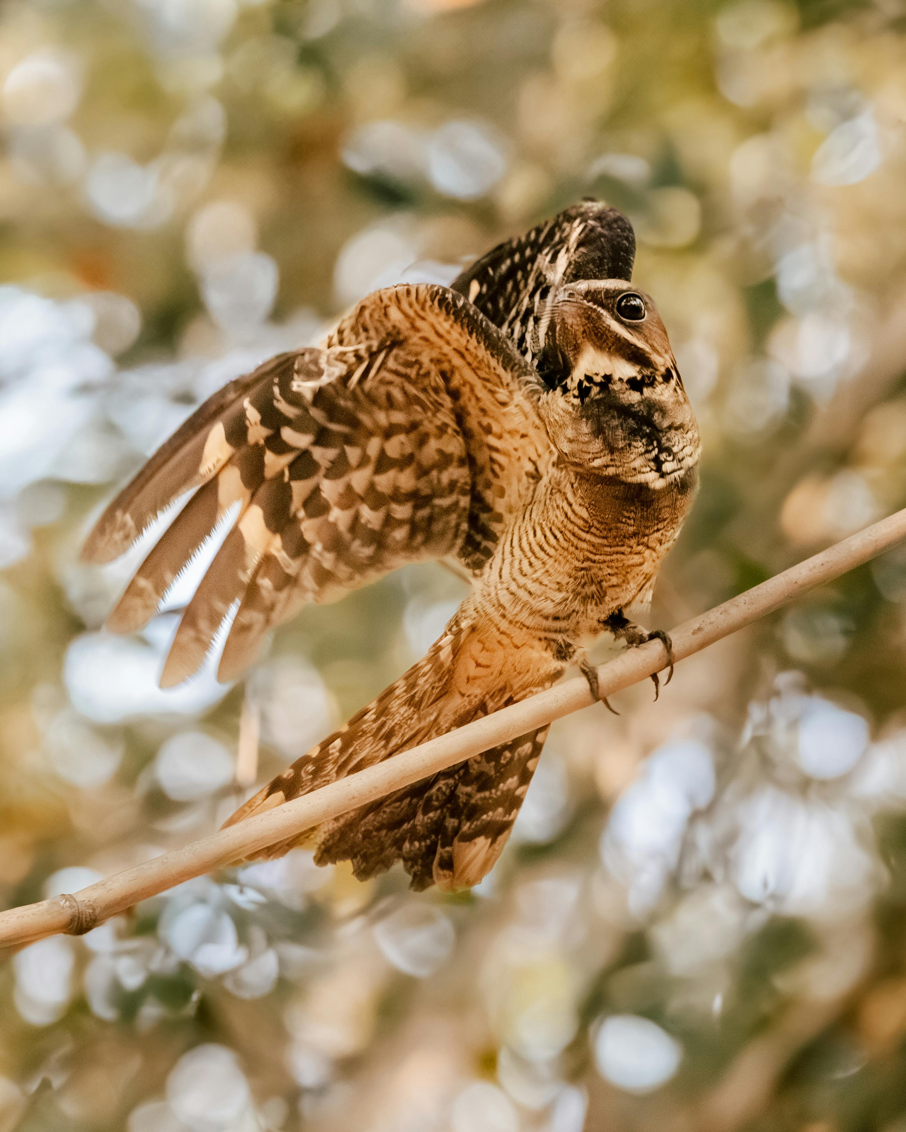 Cryptic Patterns Photos, Download The BEST Free Cryptic Patterns Stock ...