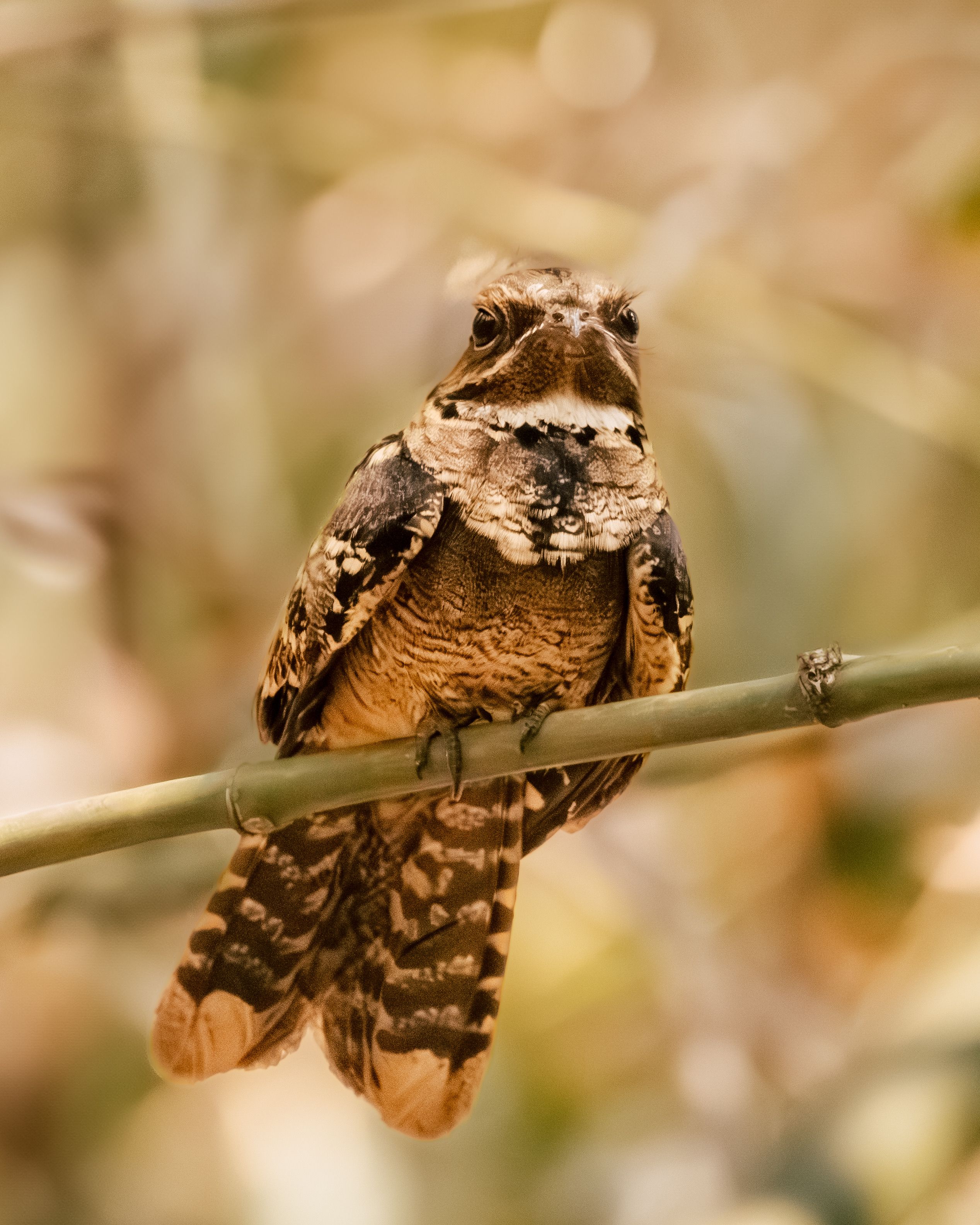 Camouflaged Nightjar Bird Perched on a Branch · Free Stock Photo