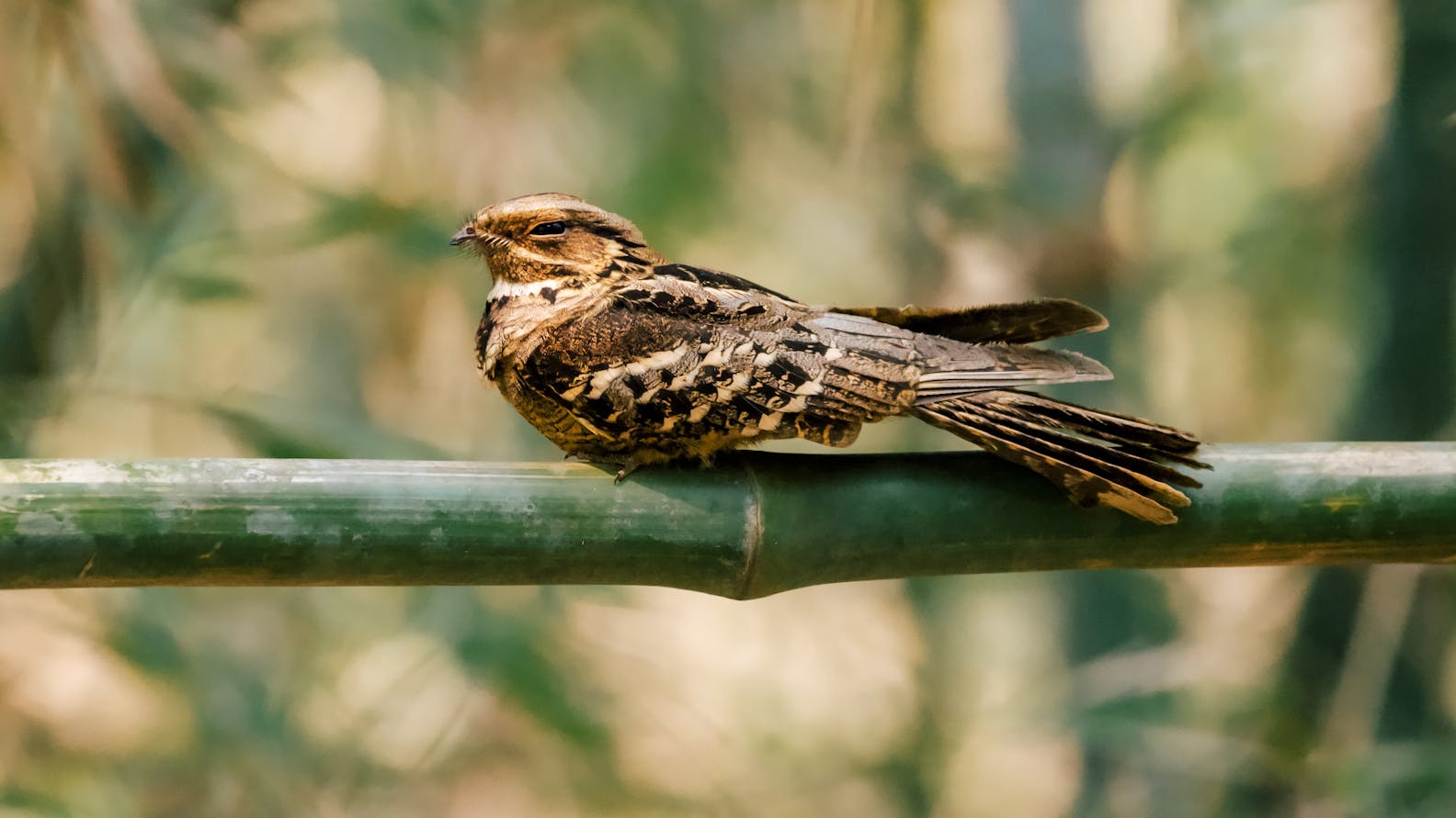 Great Eared Nightjar: Species Overview & Fascinating Facts