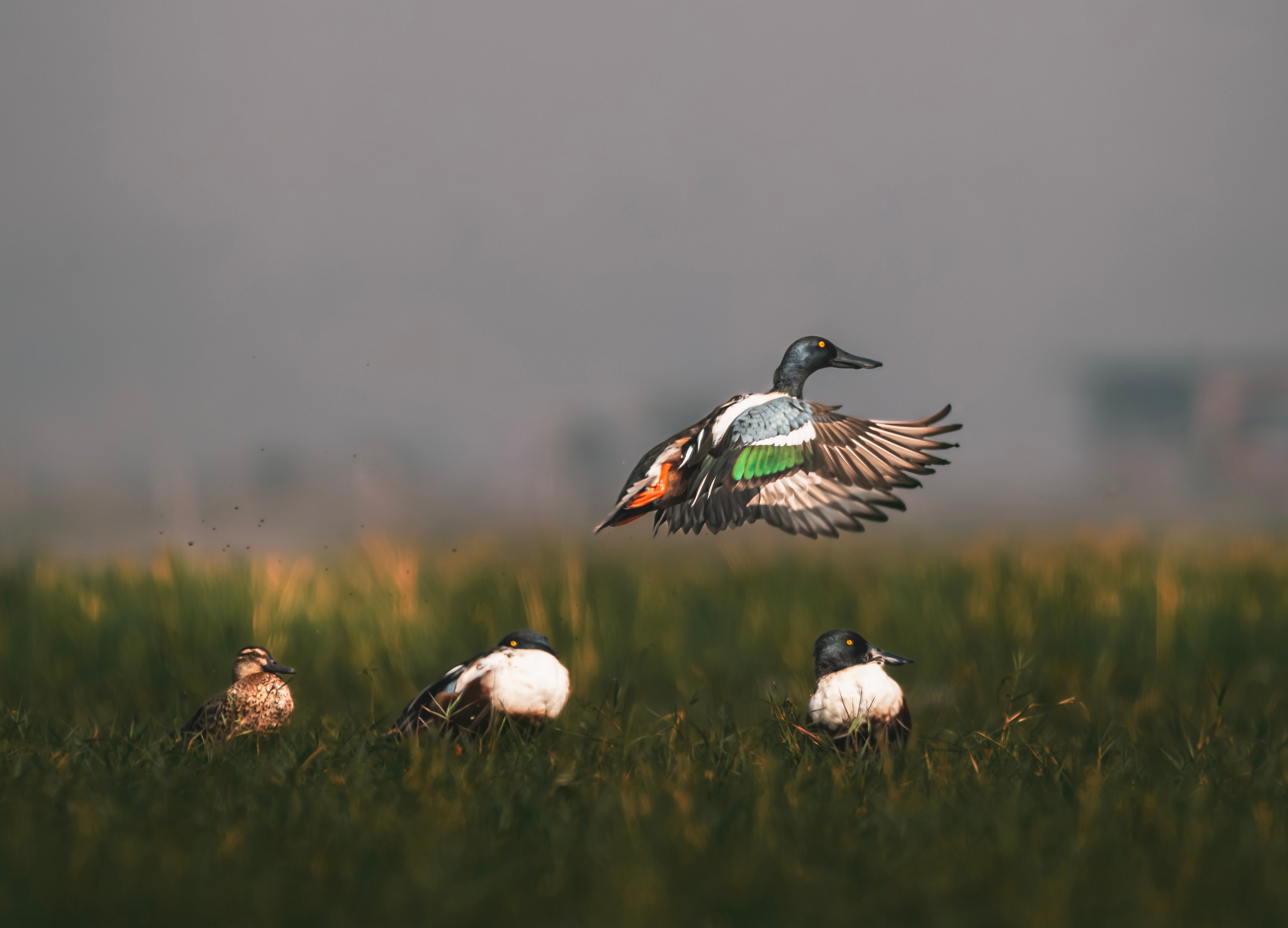 Northern Shoveler Ducks in Flight Over Meadow · Free Stock Photo