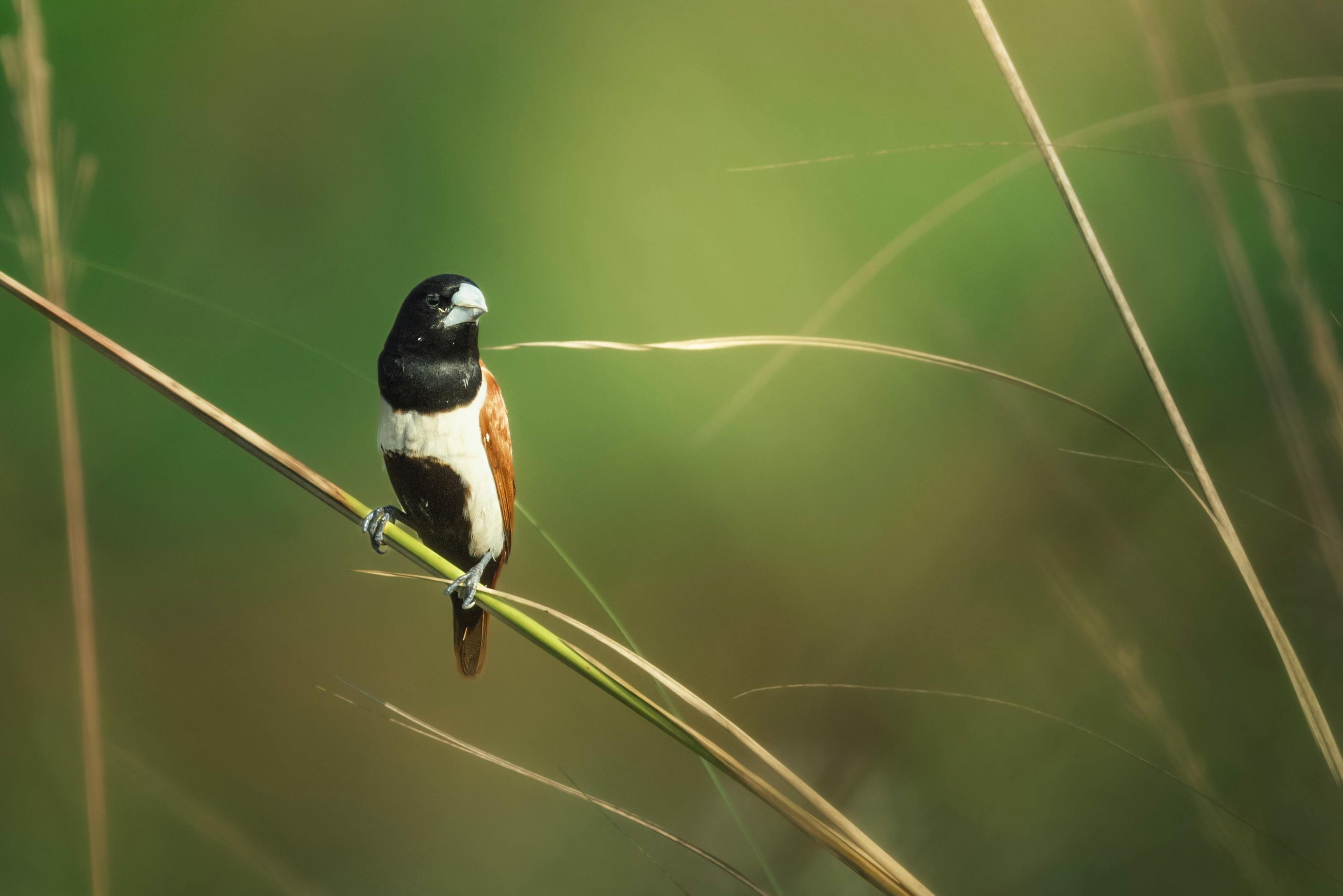 Green Sparrow Photos, Download The BEST Free Green Sparrow Stock Photos ...