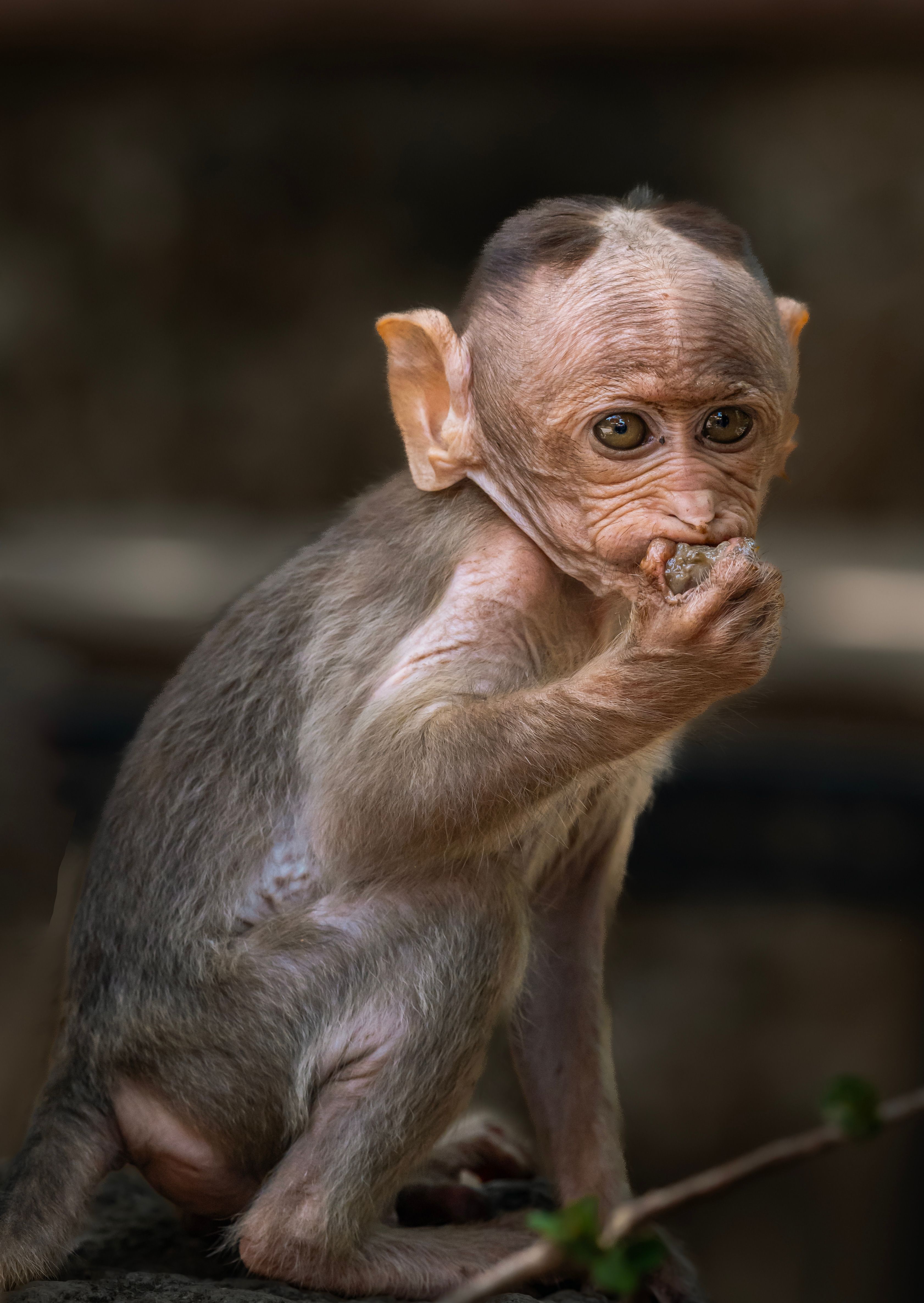 Hairless Monkey Photos, Download The BEST Free Hairless Monkey Stock ...