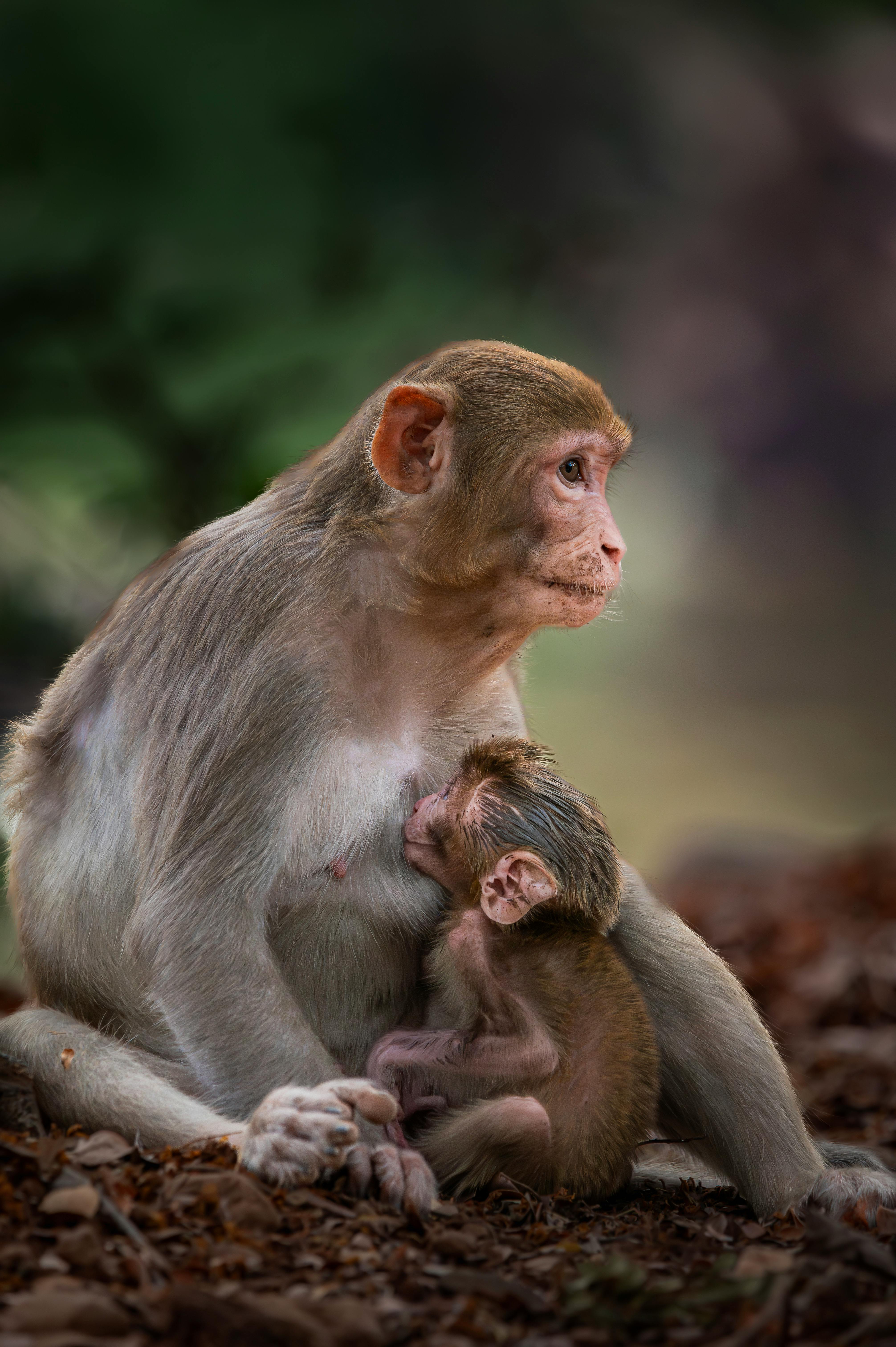 Monkey Pair Photos, Download The BEST Free Monkey Pair Stock Photos ...