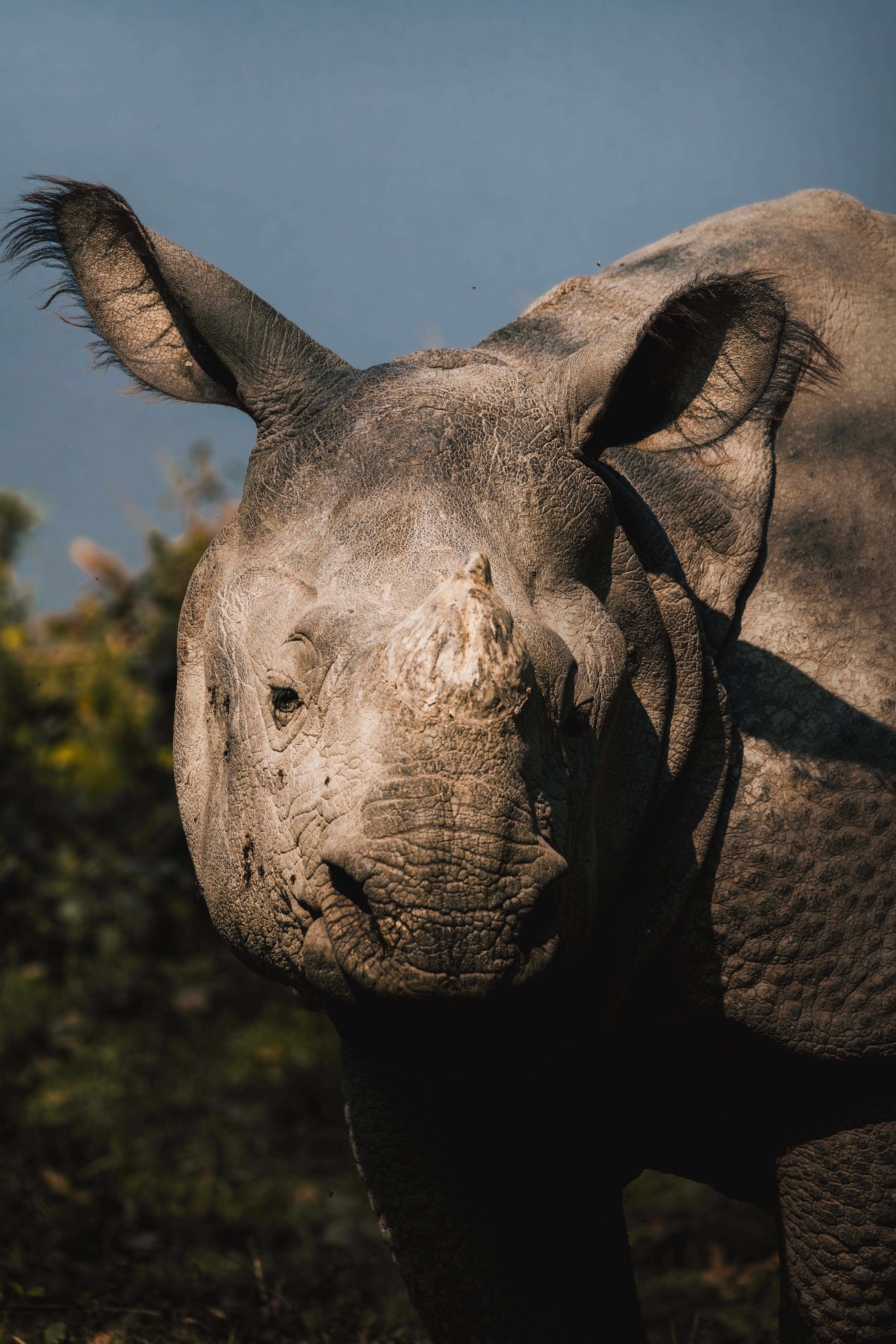 Close-Up of One-Horned Rhinoceros in Natural Habitat · Free Stock Photo