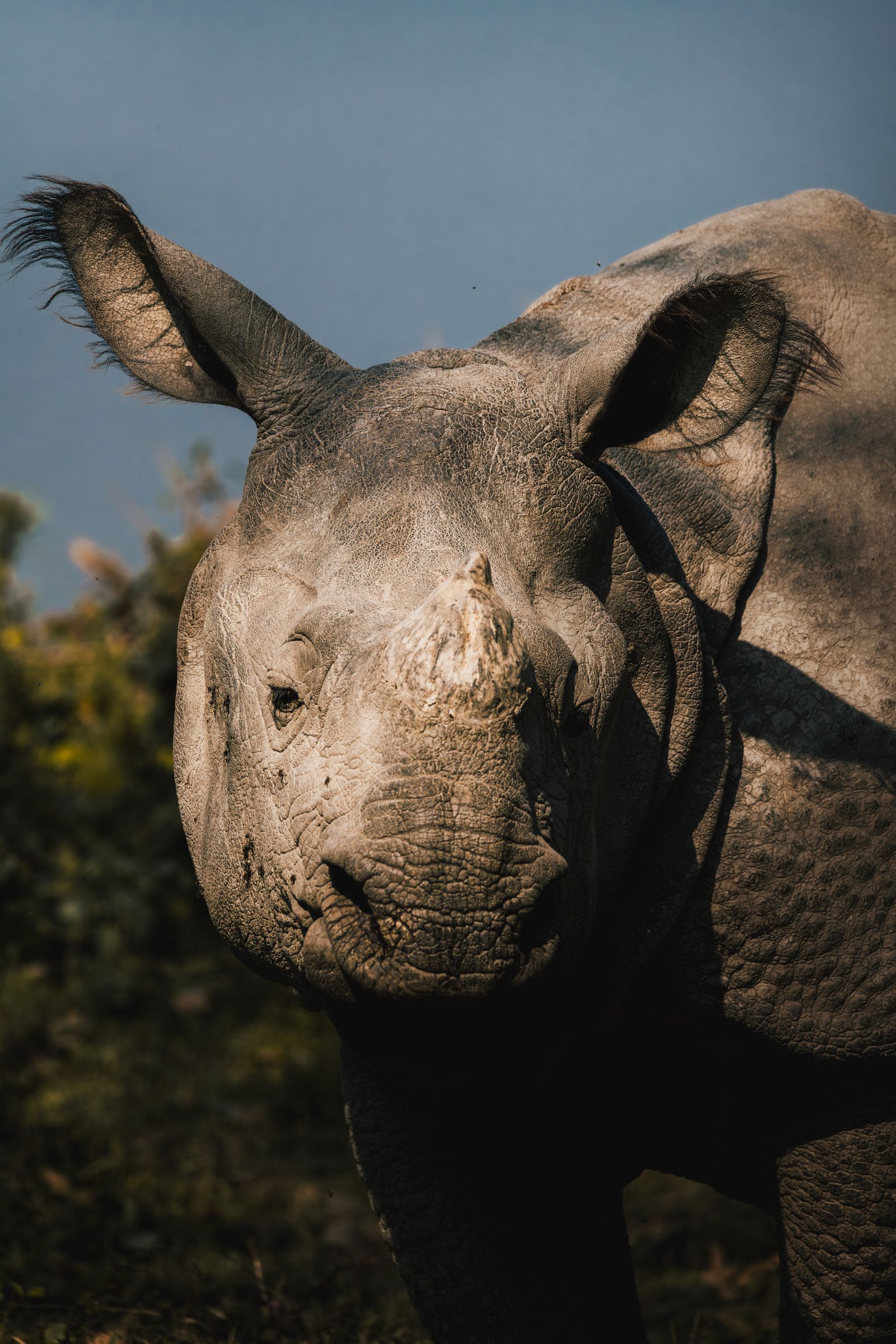 Rhino Photos, Download The BEST Free Rhino Stock Photos & HD Images
