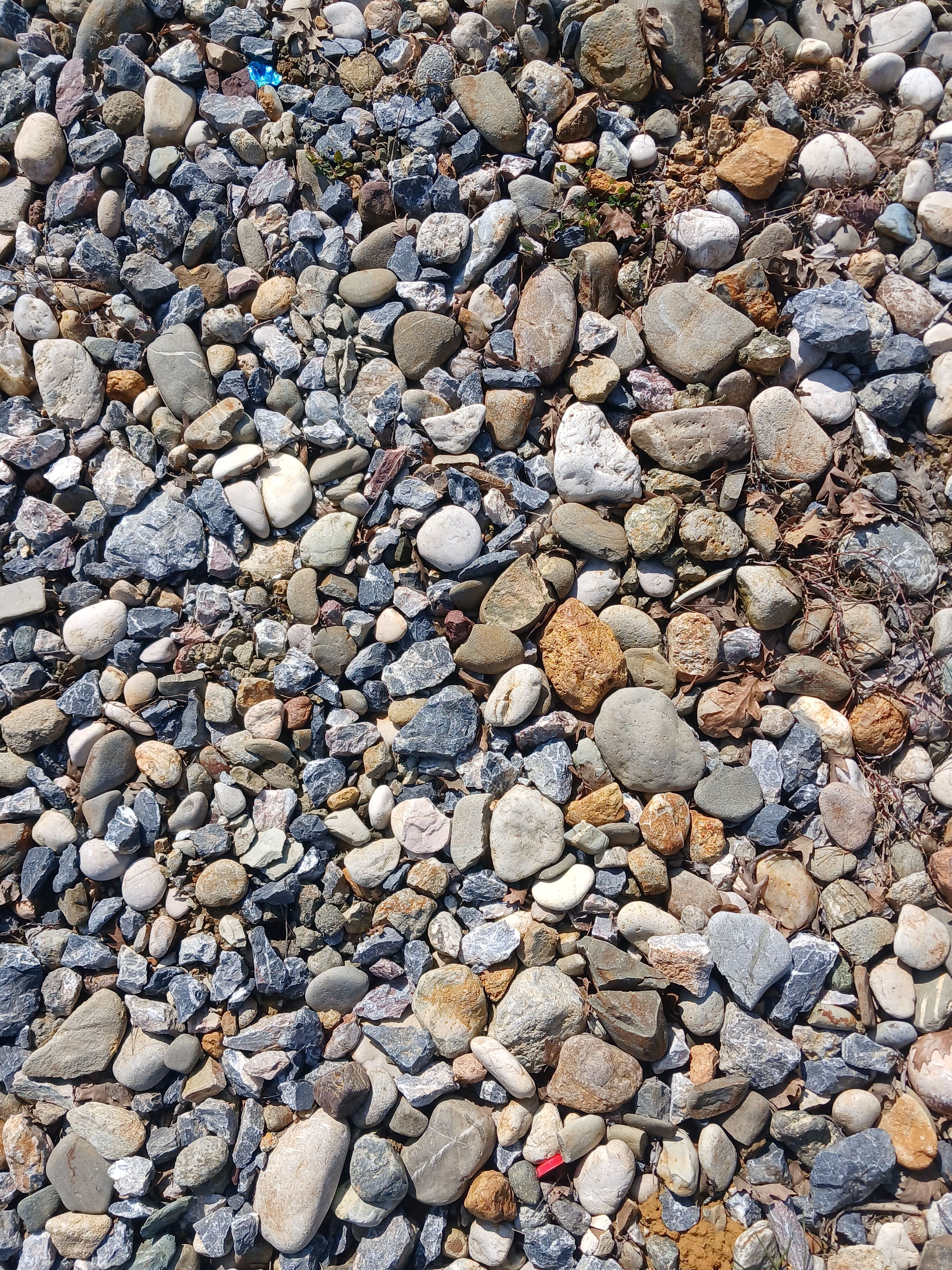 Close-up View of Diverse Riverbed Stones · Free Stock Photo